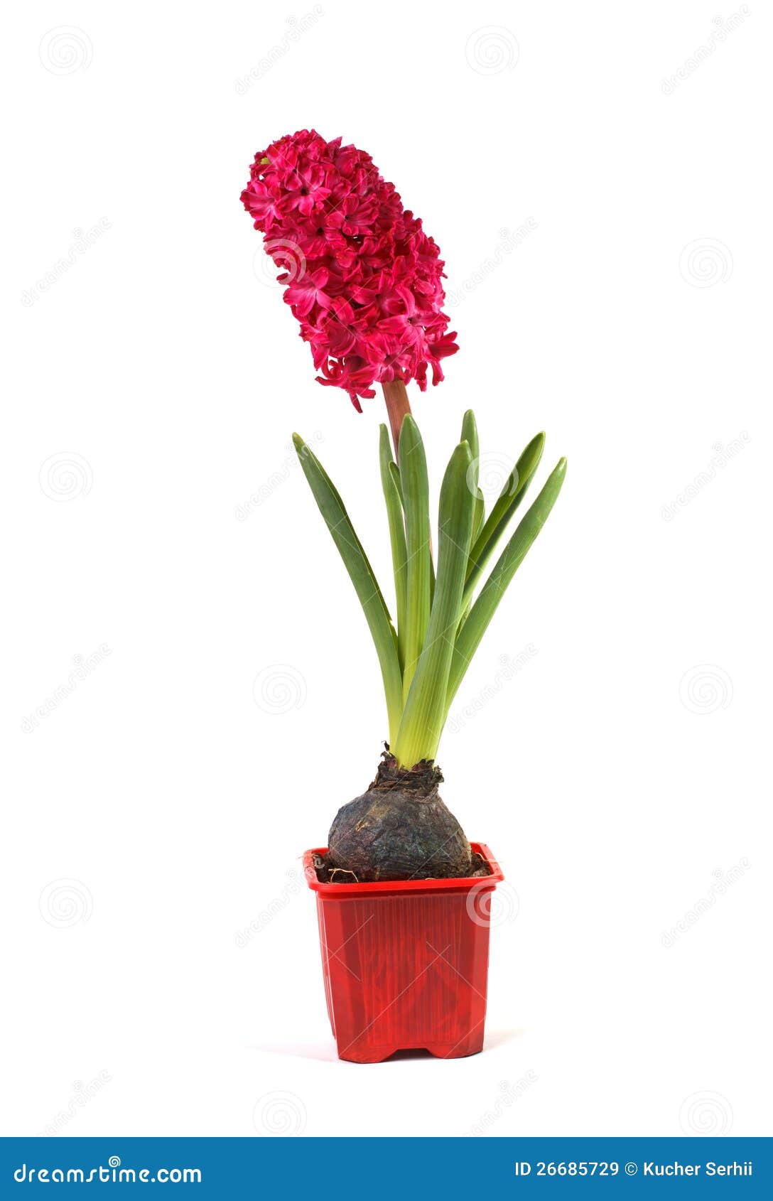 Flower Hyacinth Care Pot