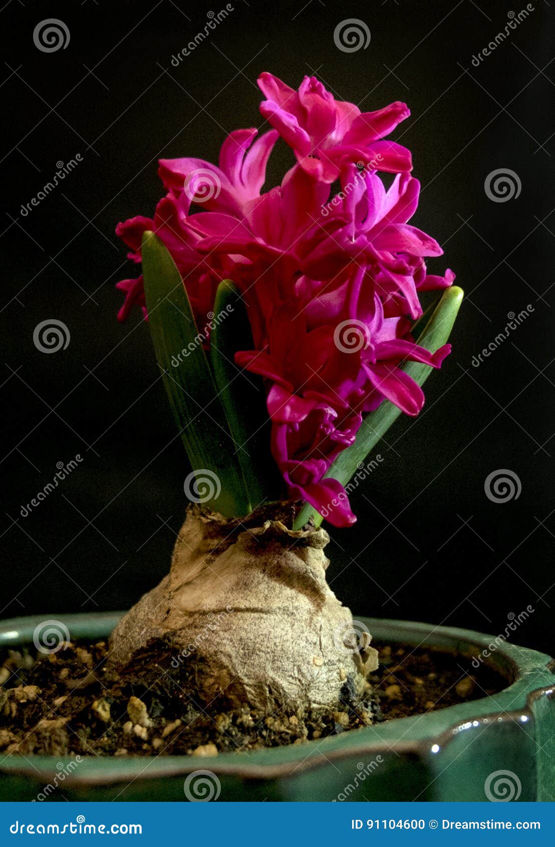Hyacinth stock photo. Image of flower, hyacinth, botanic - 91104600