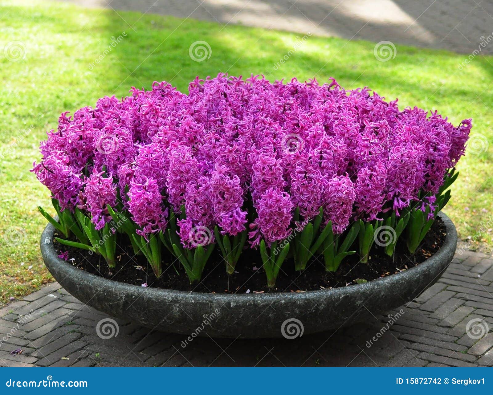 Hyacinth Purple Sensation stock photo. Image of sensation - 15872742
