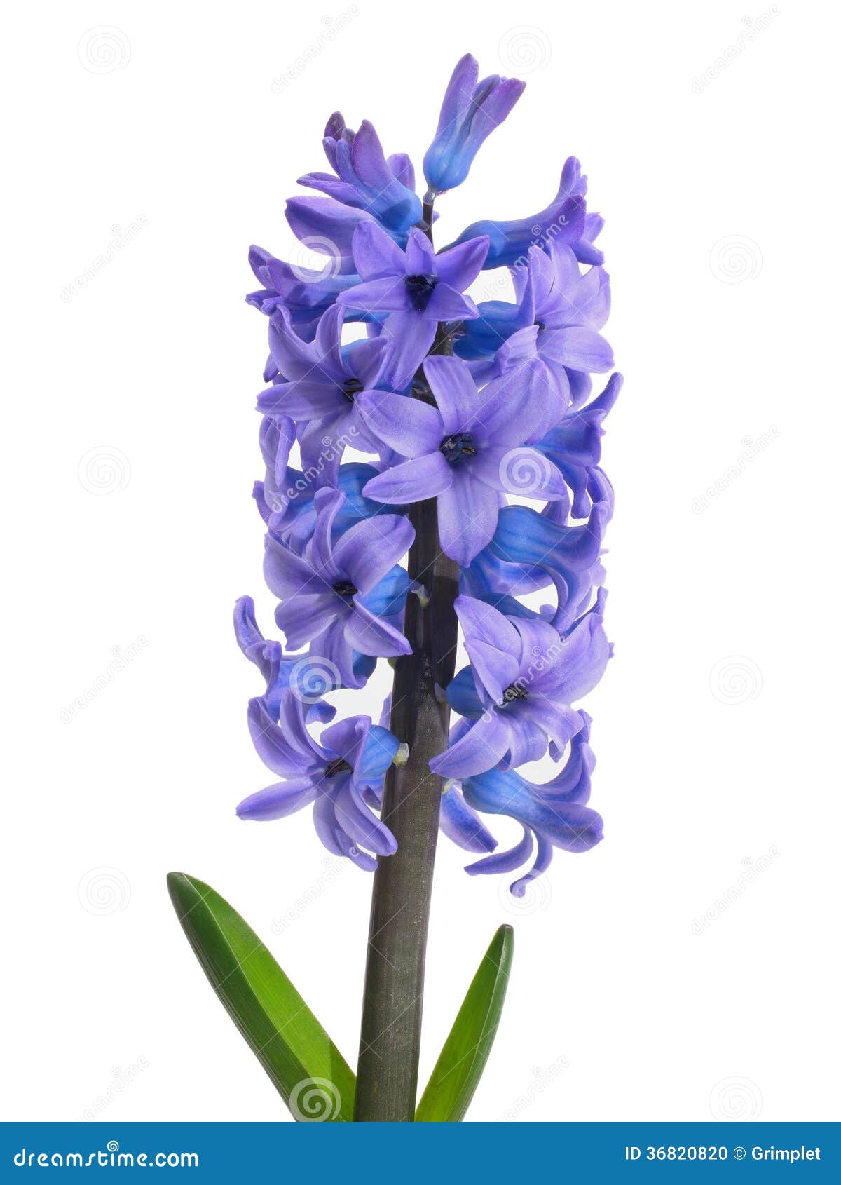 Hyacinth stock photo. Image of flower, culture, spring - 36820820