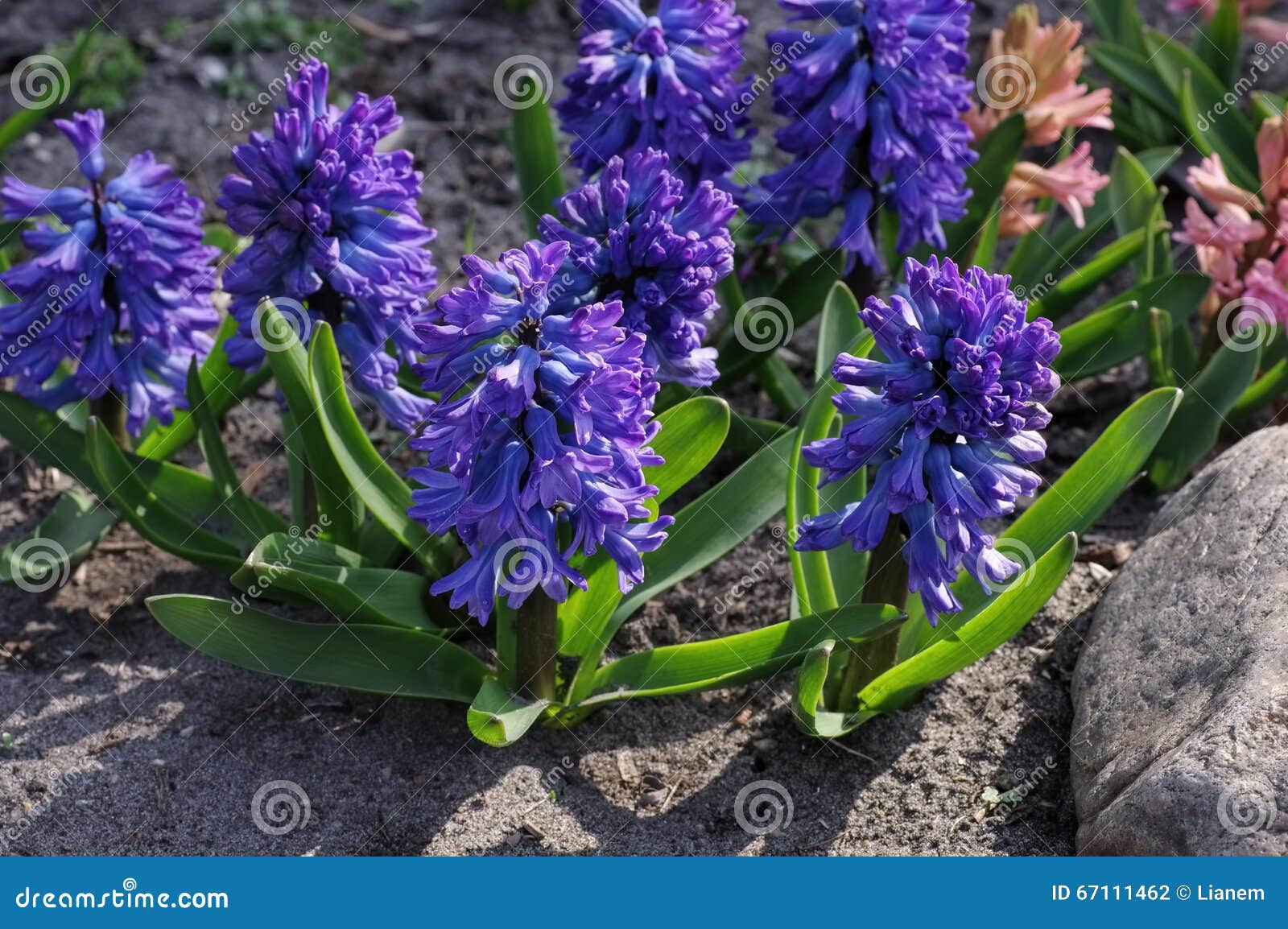 Hyacinth in spring stock photo. Image of springtime, flowers - 67111462