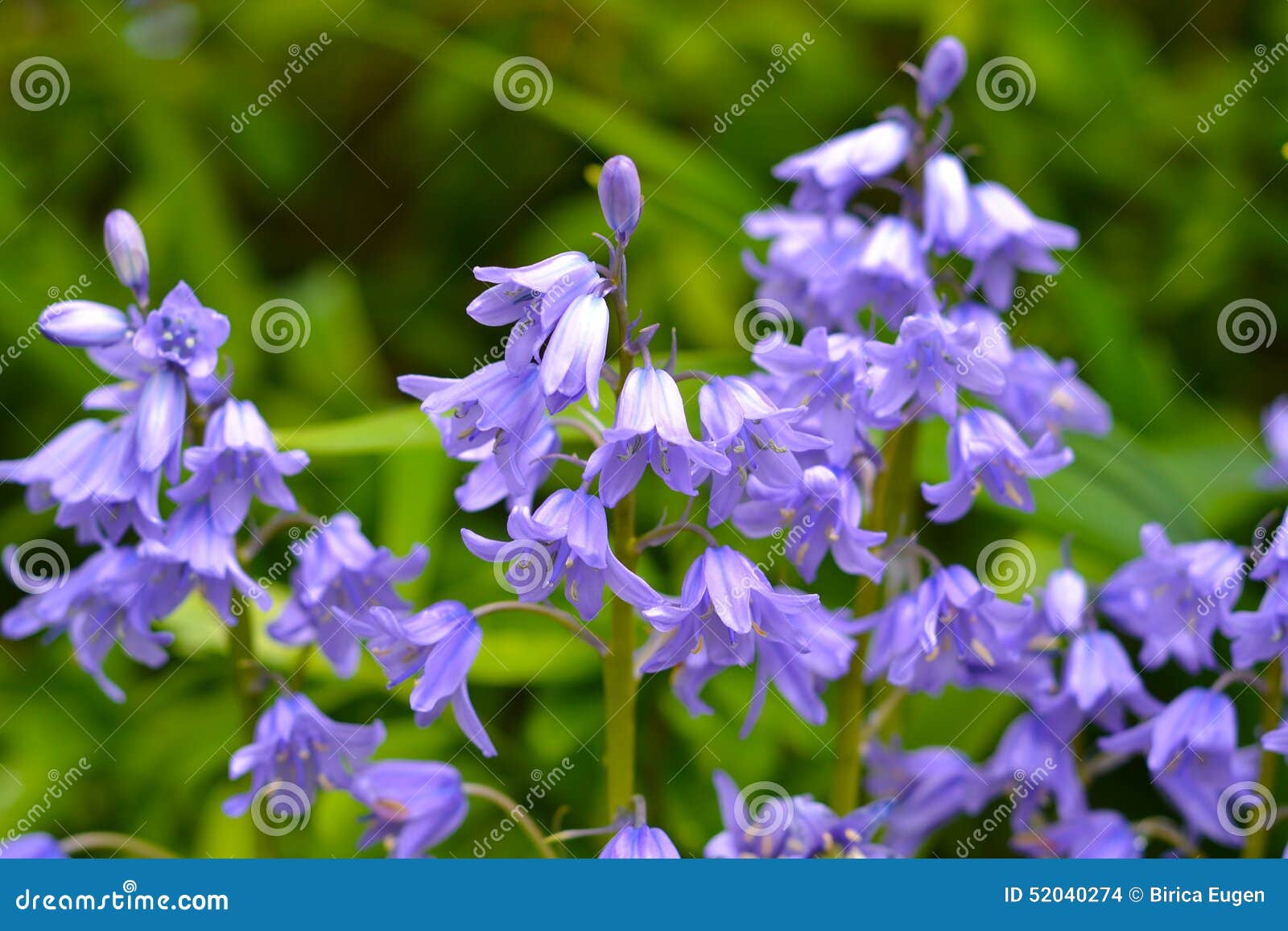 Hyacinth spring stock photo. Image of green, spring, hyacinth - 52040274
