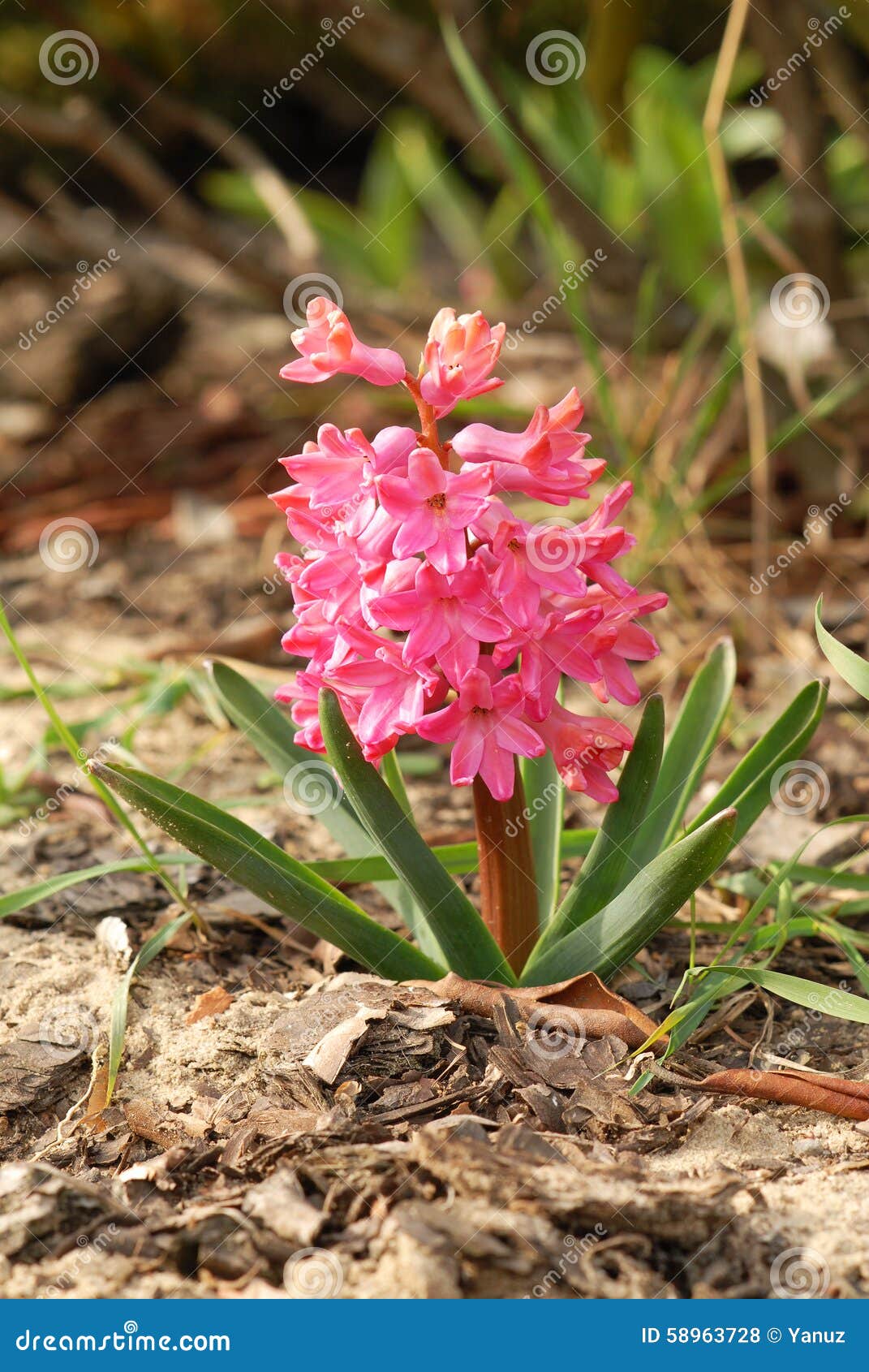 Hyacinth stock photo. Image of pink, beautiful, beauty - 58963728