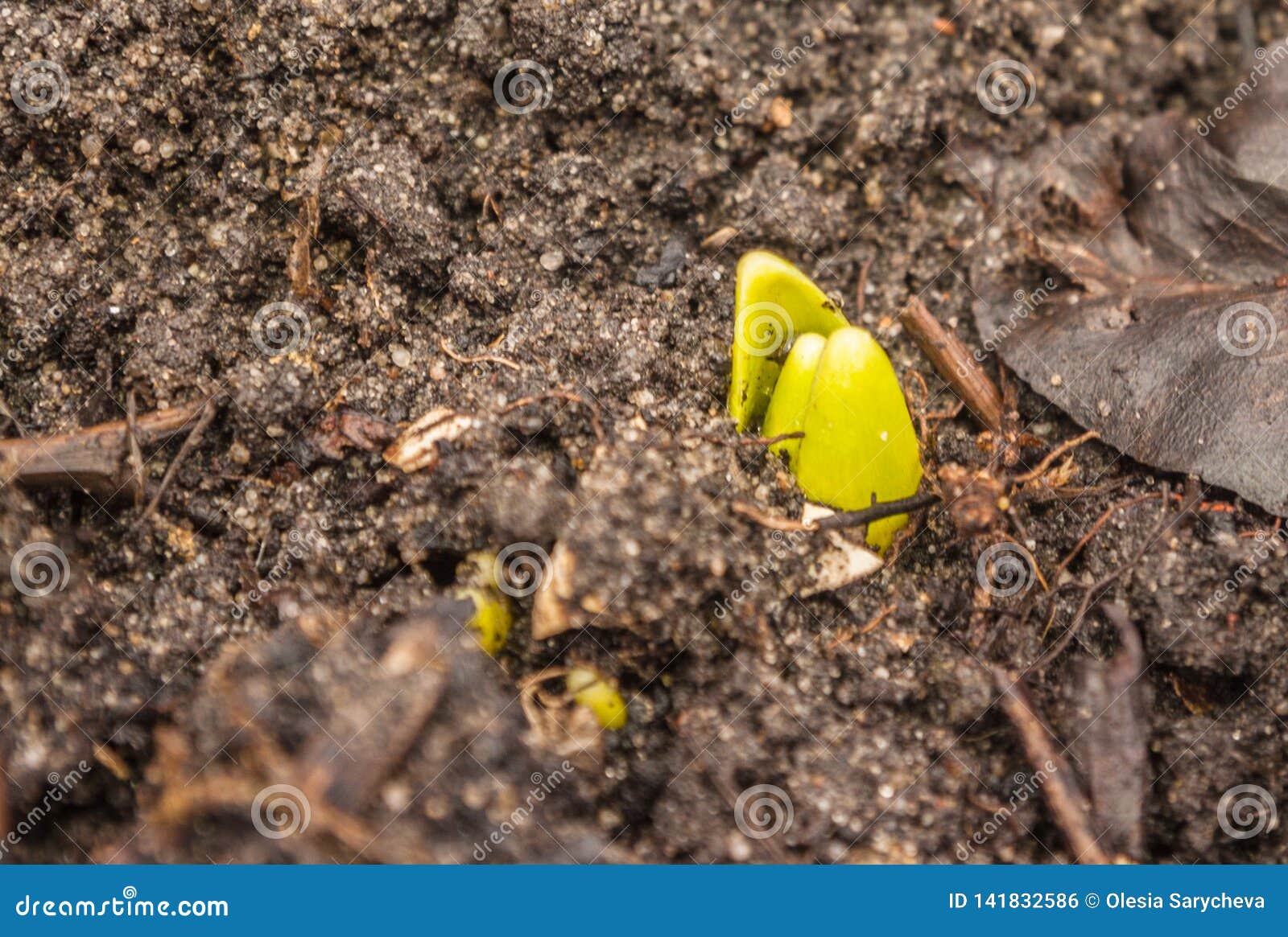 Hyacinth Sprout in Early Spring Stock Photo - Image of bulbous, young ...