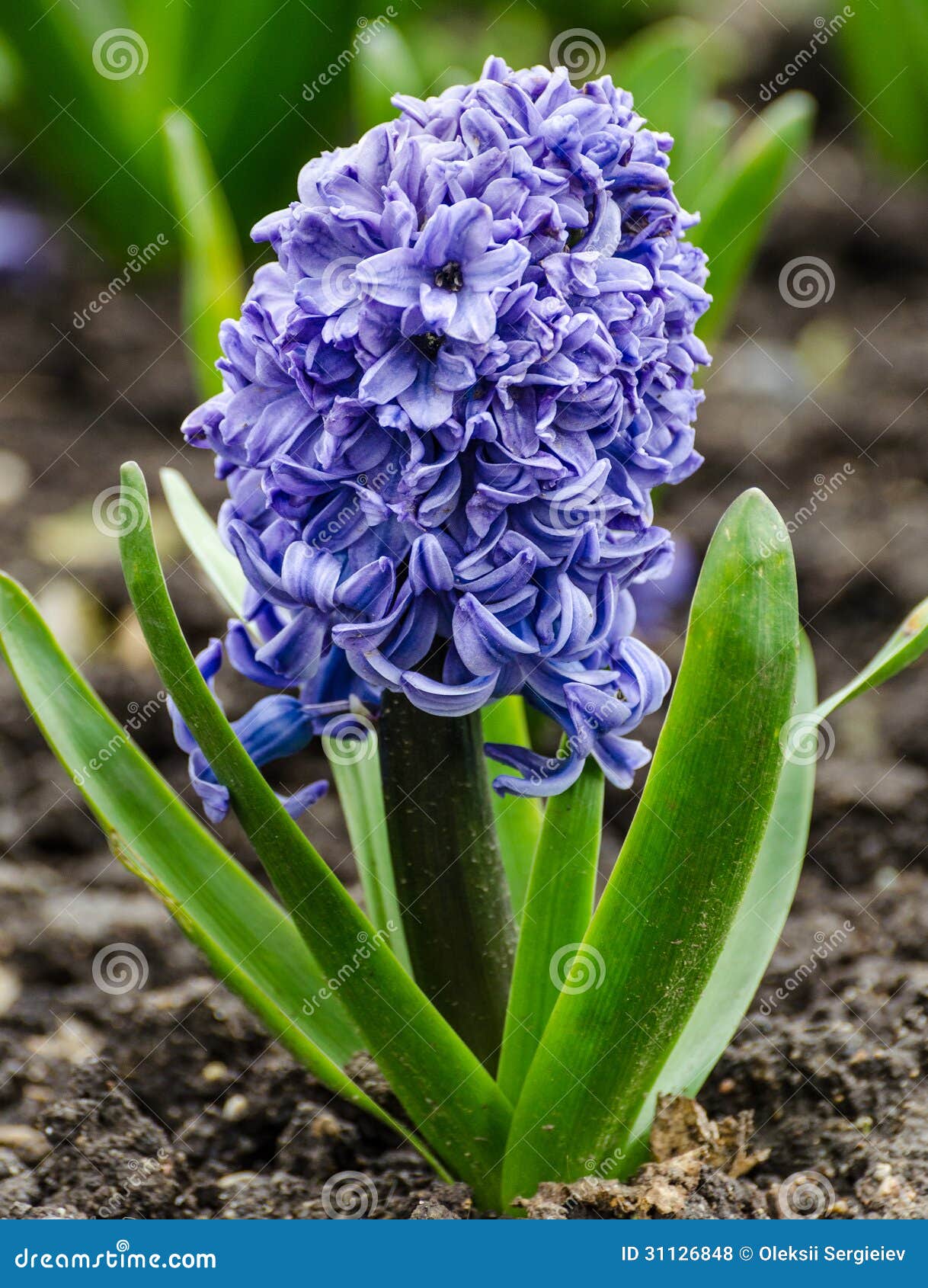 Hyacinth stock photo. Image of elegance, single, leaf - 31126848