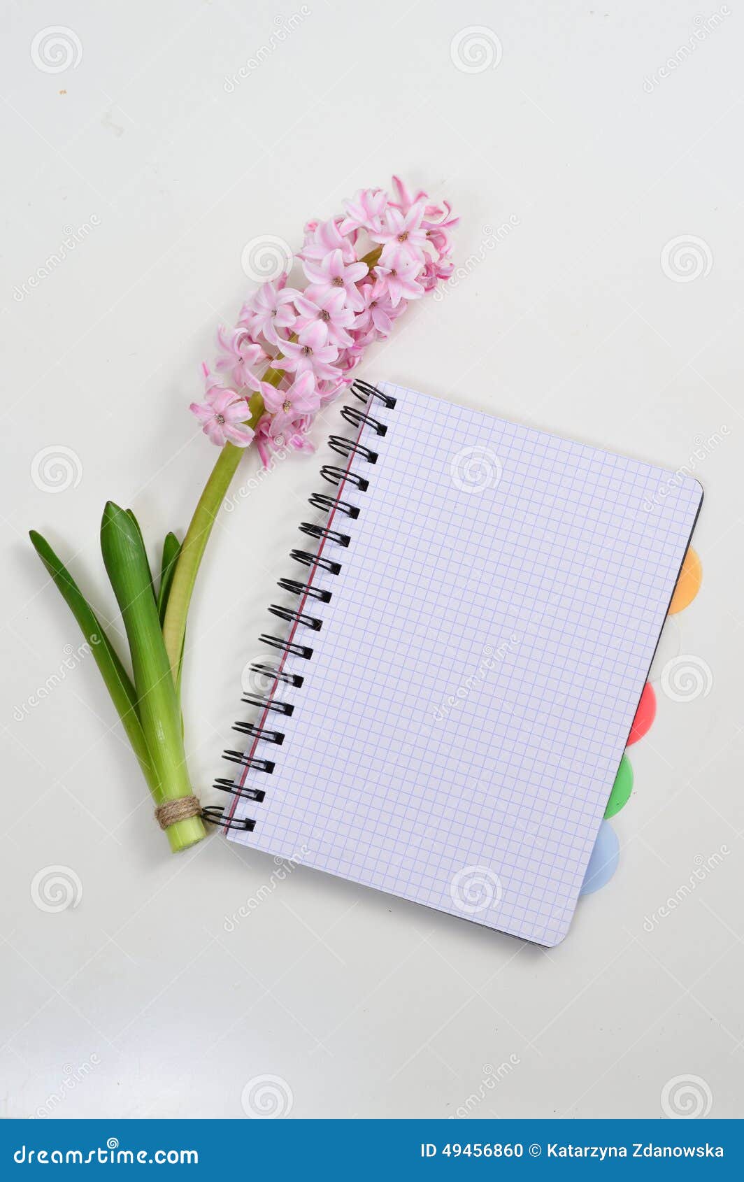 Hyacinth on White Background Stock Photo - Image of gloves, hobby: 49456860