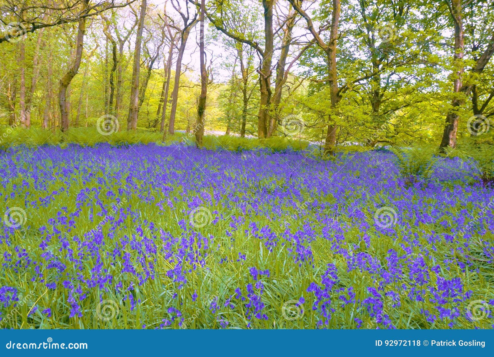 Hyacinthoides no--scripta foto de archivo. Imagen de travieso - 92972118