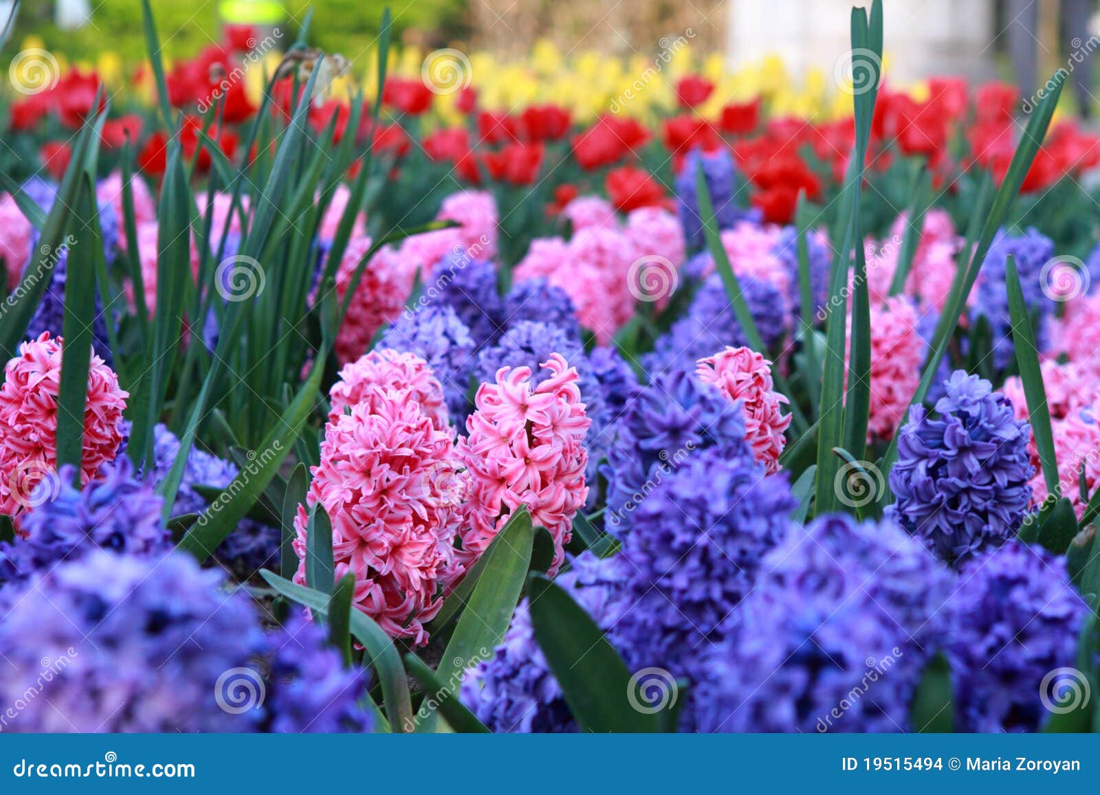 Hyacinths stock photo. Image of spring, fragrant, pretty - 19515494