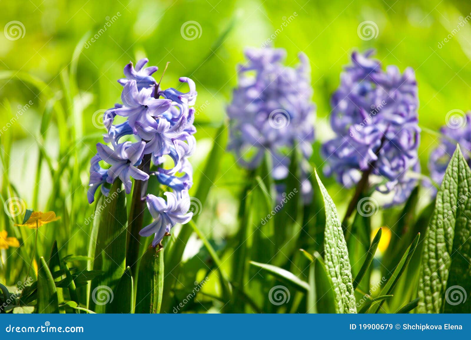 Hyacinths stock image. Image of natural, scented, muscari - 19900679
