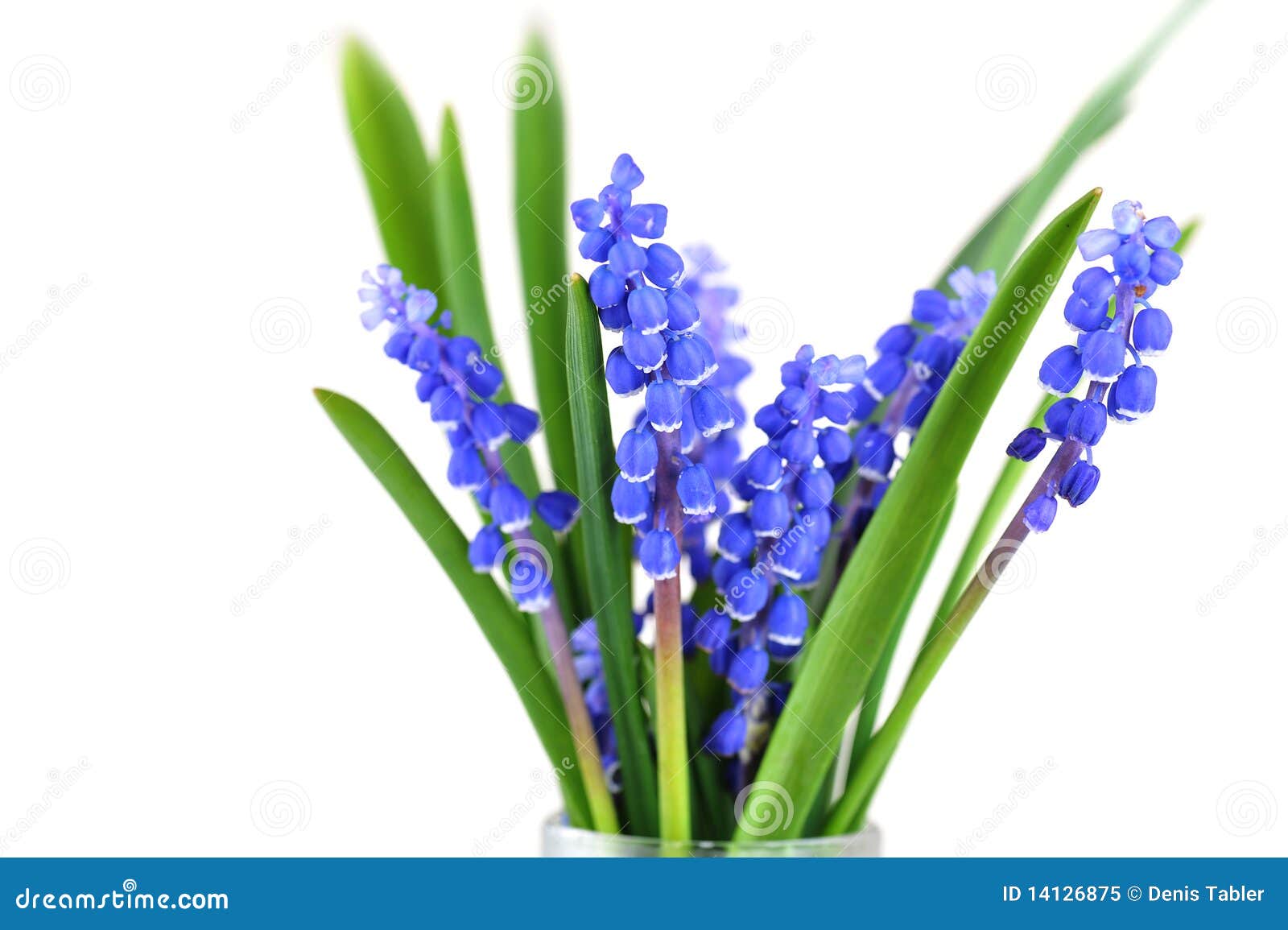 Hyacinths azuis imagem de stock. Imagem de haste, hiacinto - 14126875