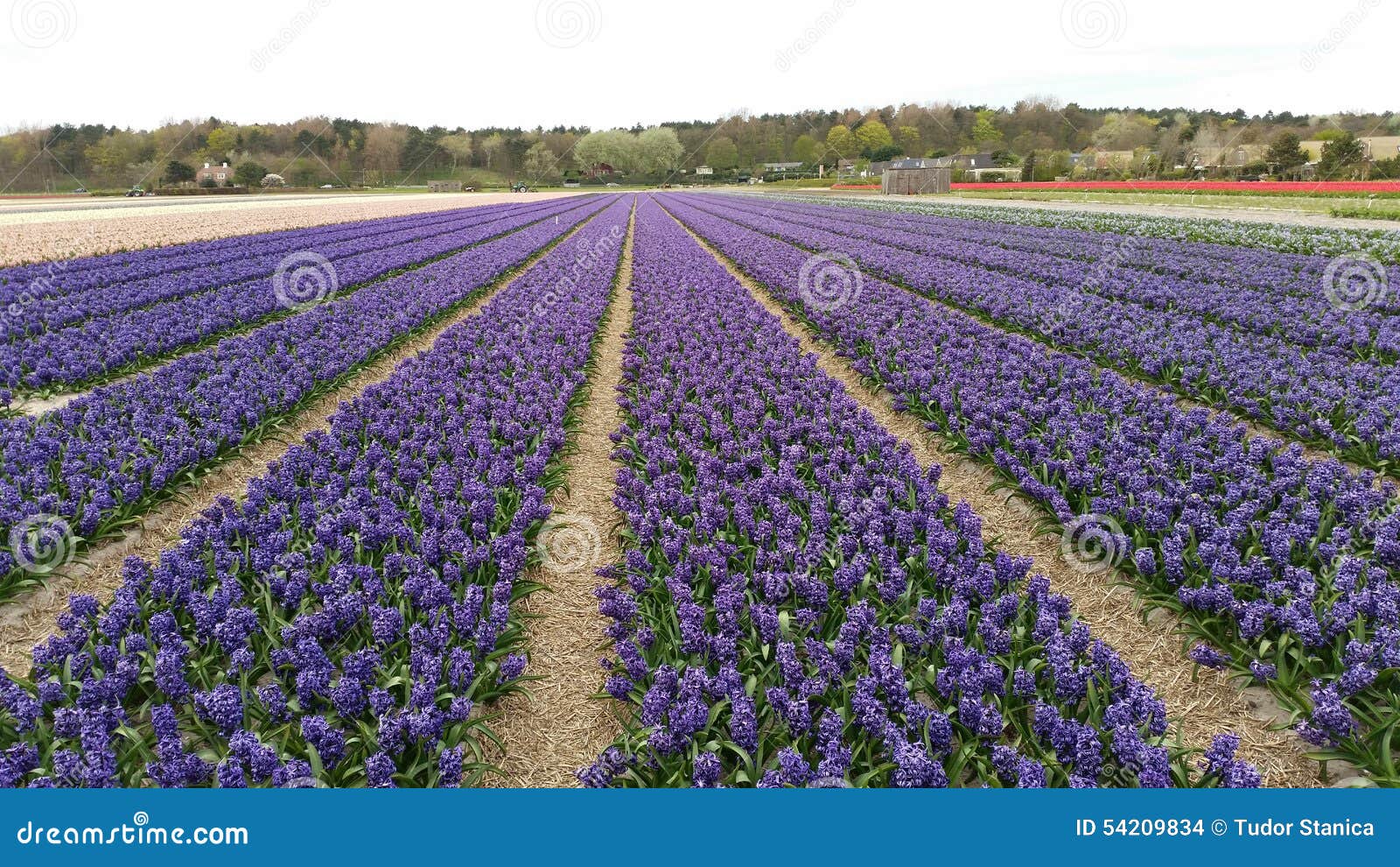 Hyacinths field in Holland stock photo. Image of purple - 54209834