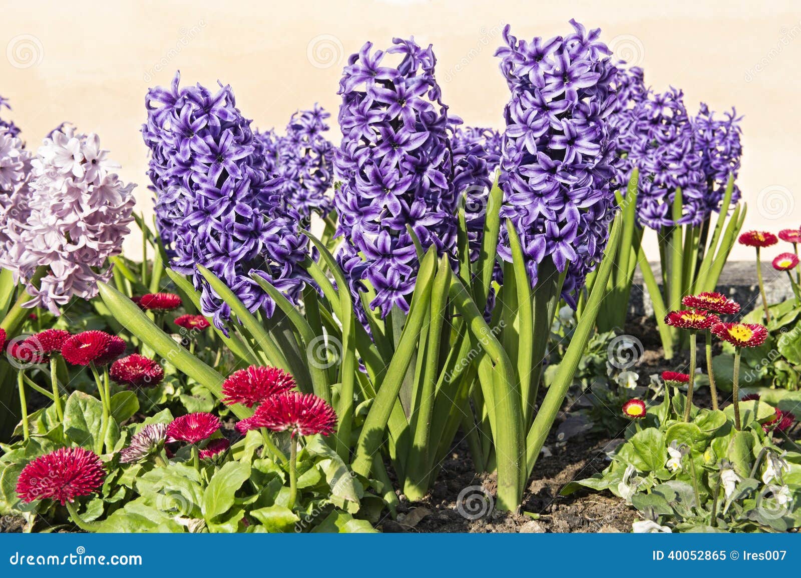 Hyacinths in a flowerbed stock image. Image of blue, hyacinth - 40052865