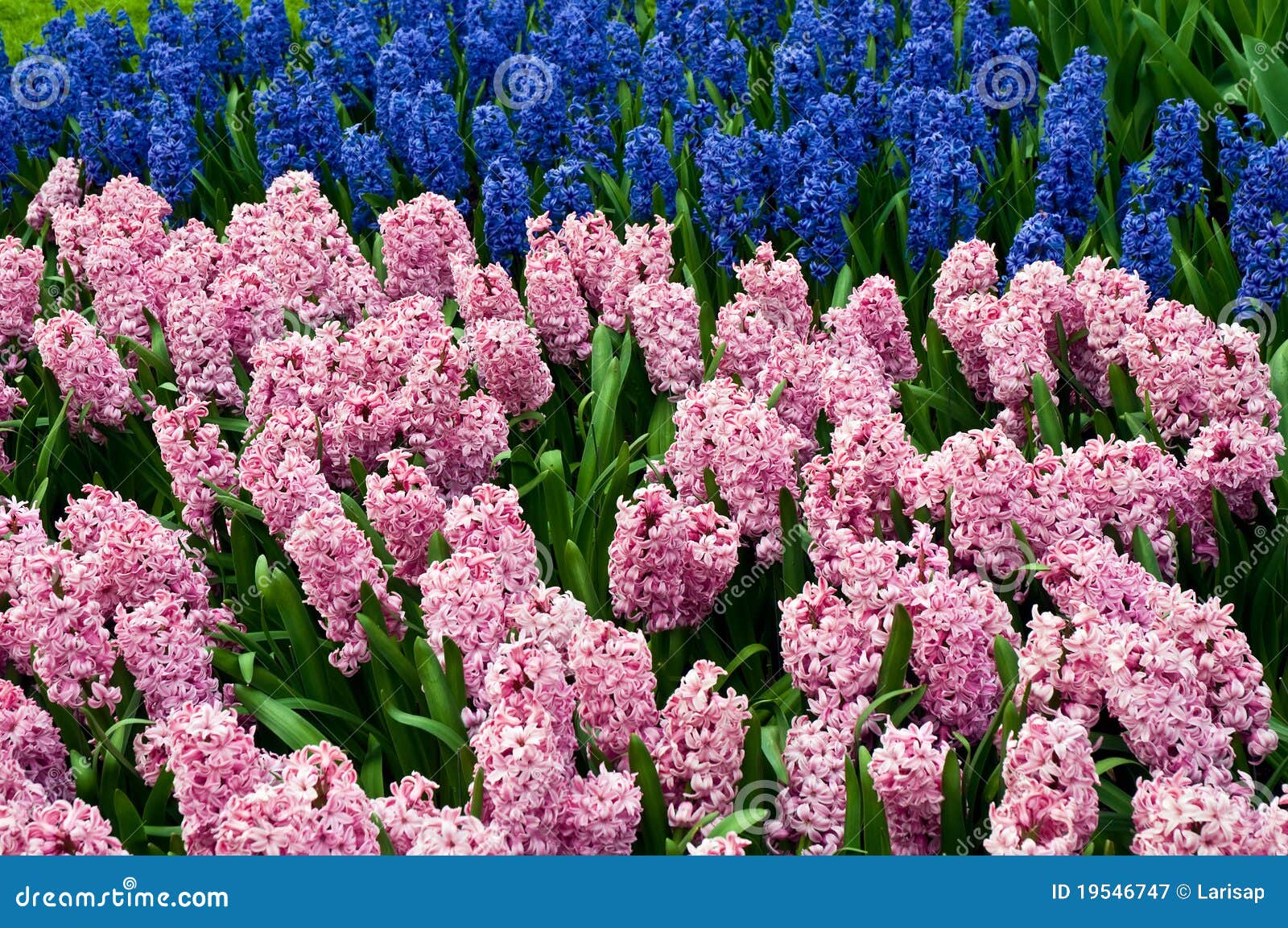 Hyacinths Growing in Field in Holland. Stock Image - Image of dutch ...
