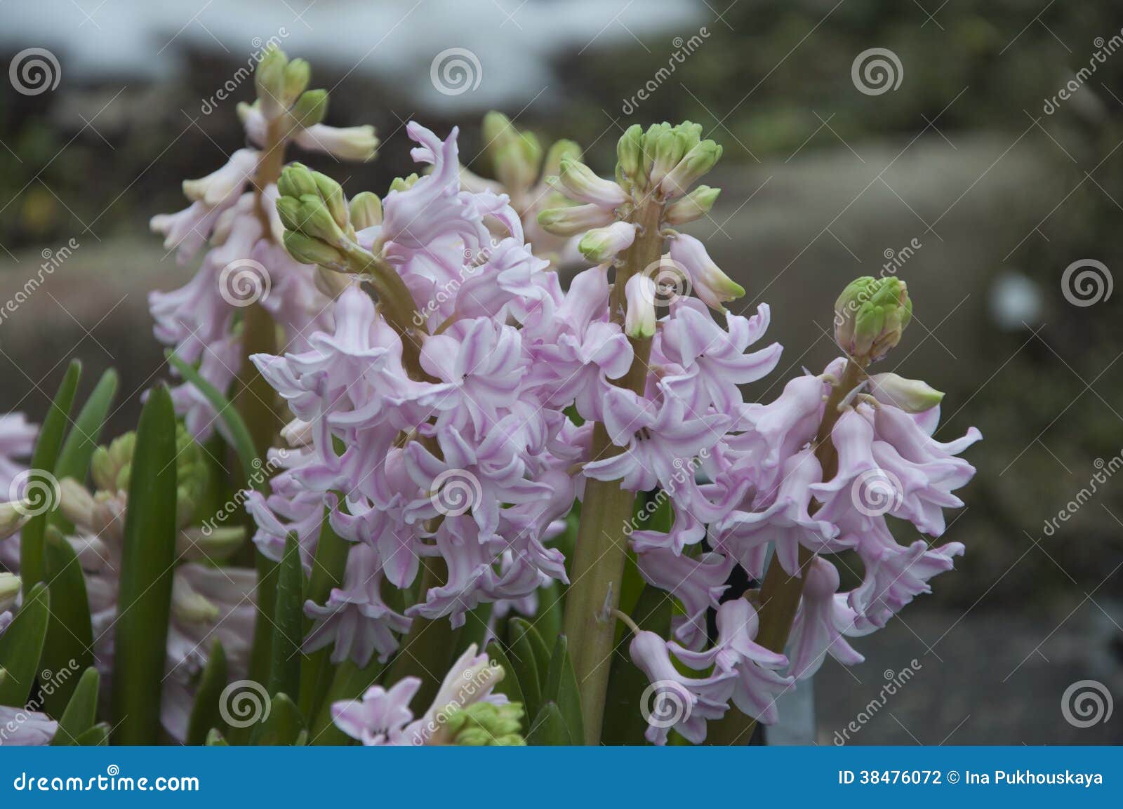 Hyacinths stock photo. Image of plants, spring, pink - 38476072
