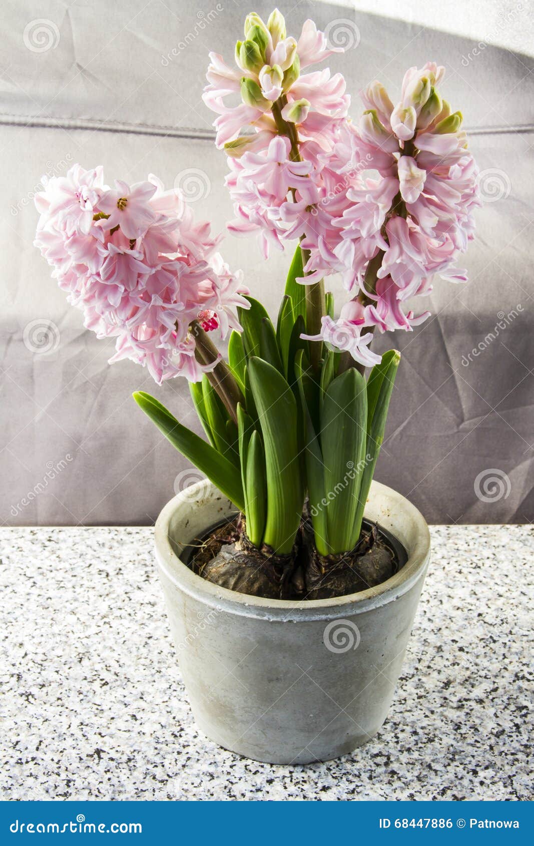 Hyacinths in a pot. stock photo. Image of blue, blossoms - 68447886