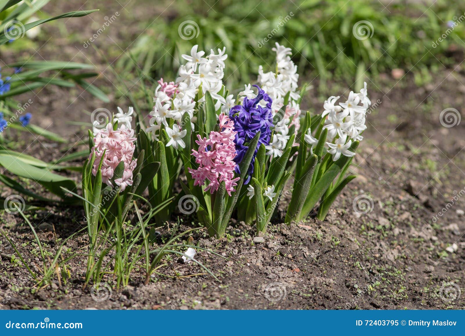 Hyacinths in spring day stock image. Image of blue, green - 72403795