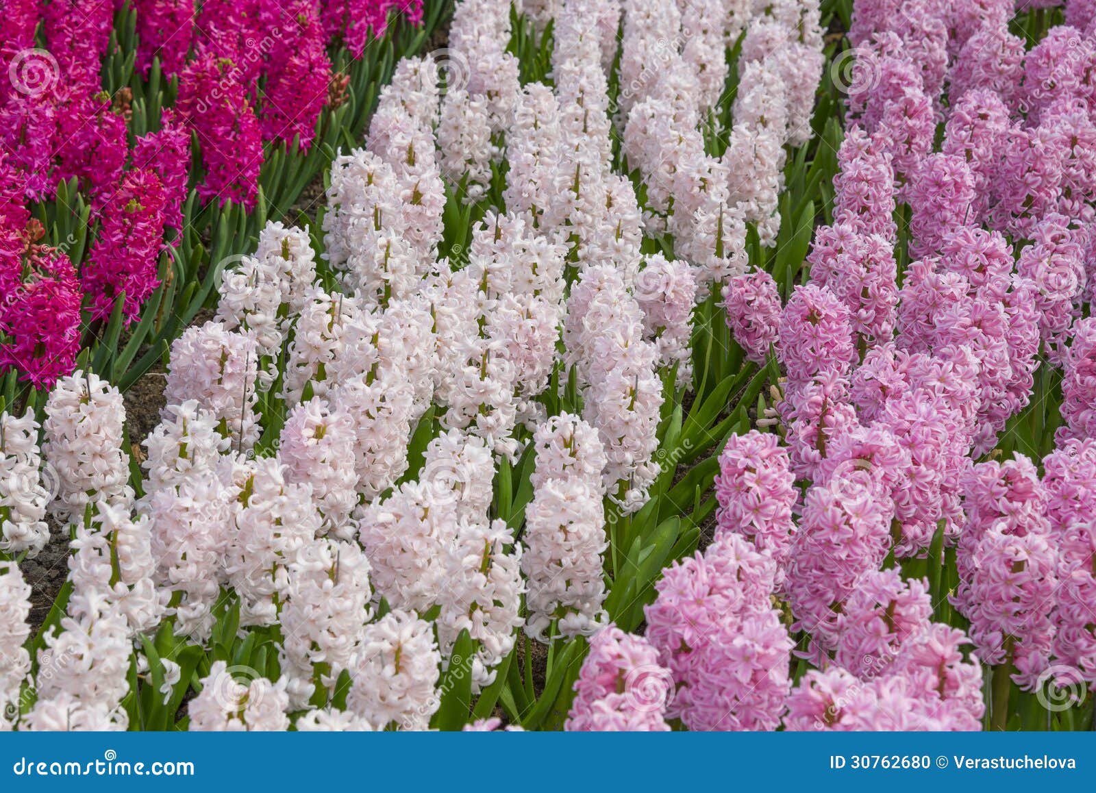 Hyacinths stock photo. Image of seasonal, hyacinth, beauty - 30762680