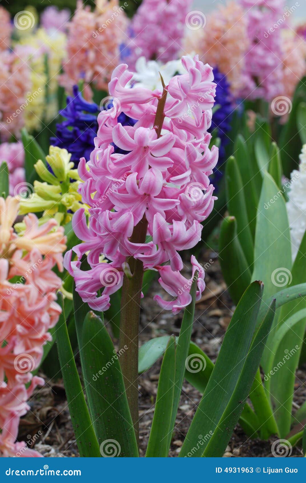Hyacinths in spring garden stock image. Image of bulb - 4931963