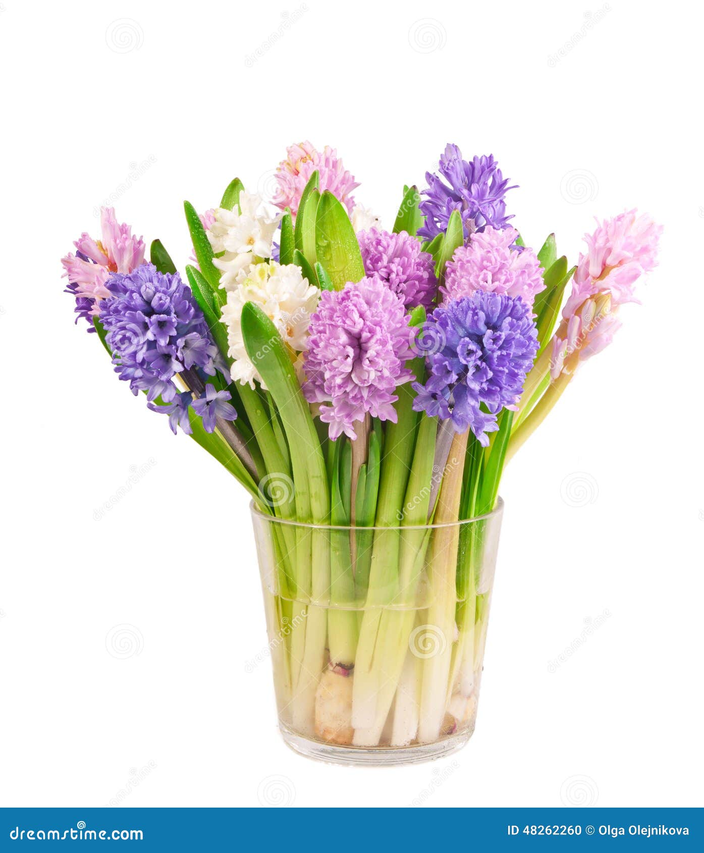 Hyacinths stock photo. Image of bouquet, nature, romance - 48262260