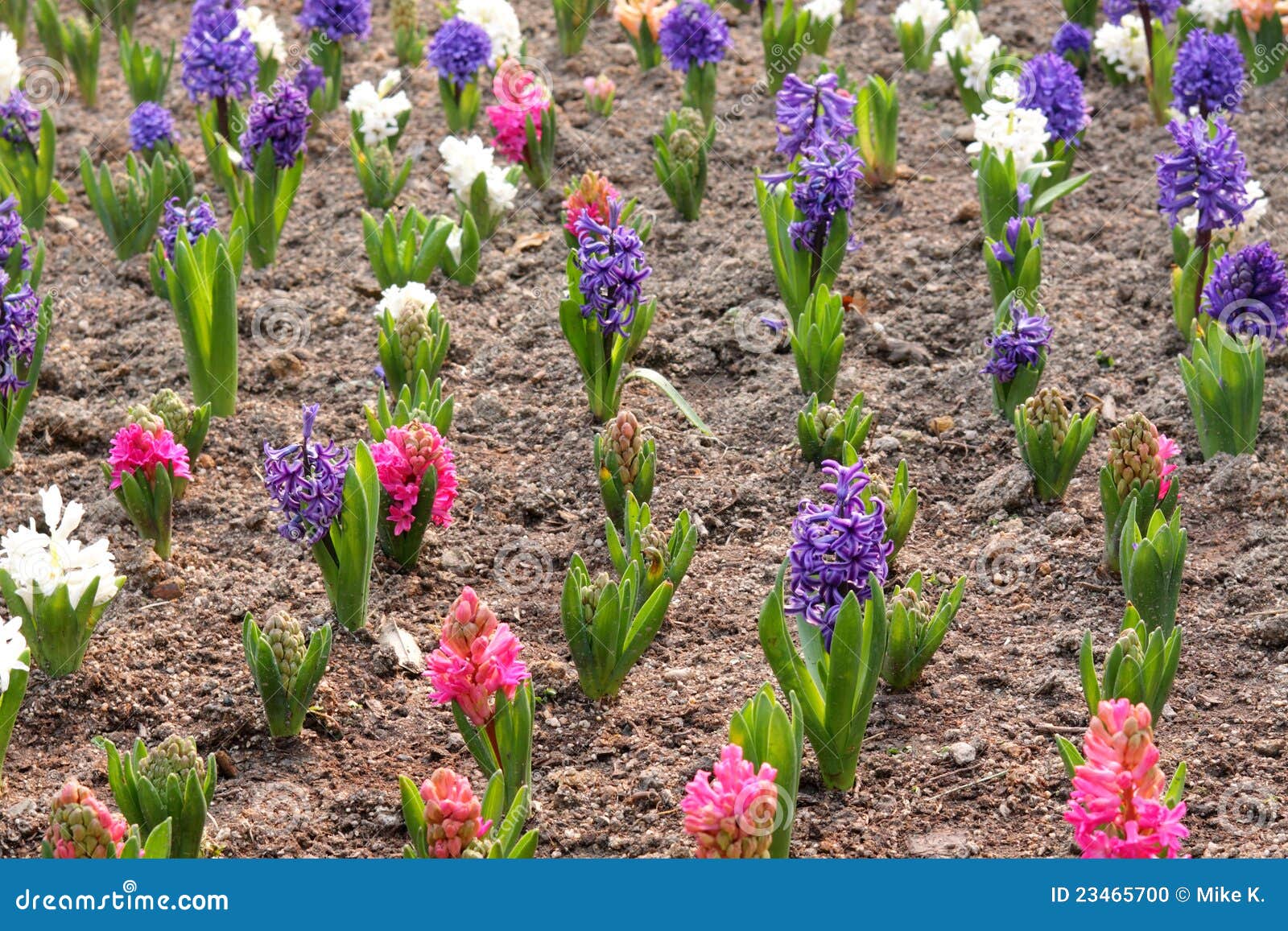 Hyacinthus Orientalis Stock Photo - Image: 23465700