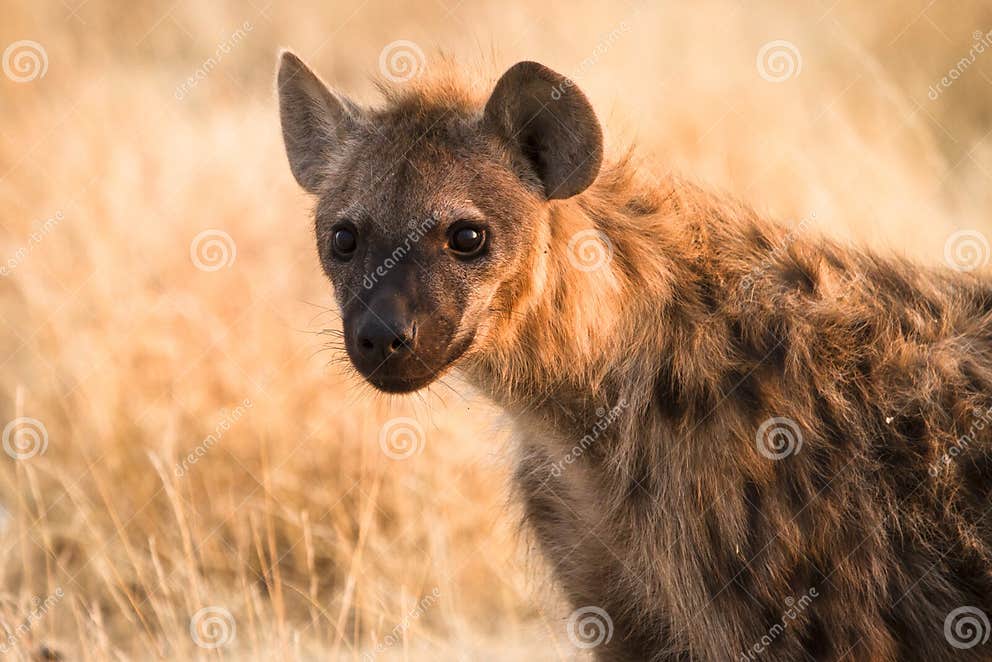 Hyaena stock photo. Image of hyaenidae, bones, mammal - 18389092