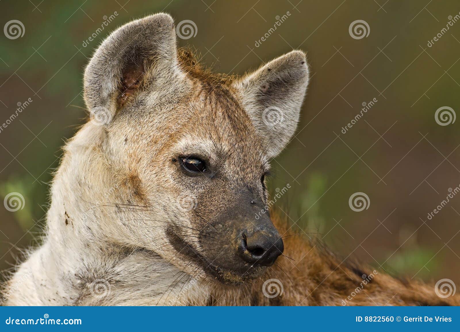 Hyaena stock photo. Image of wilderness, hyaena, nature - 8822560
