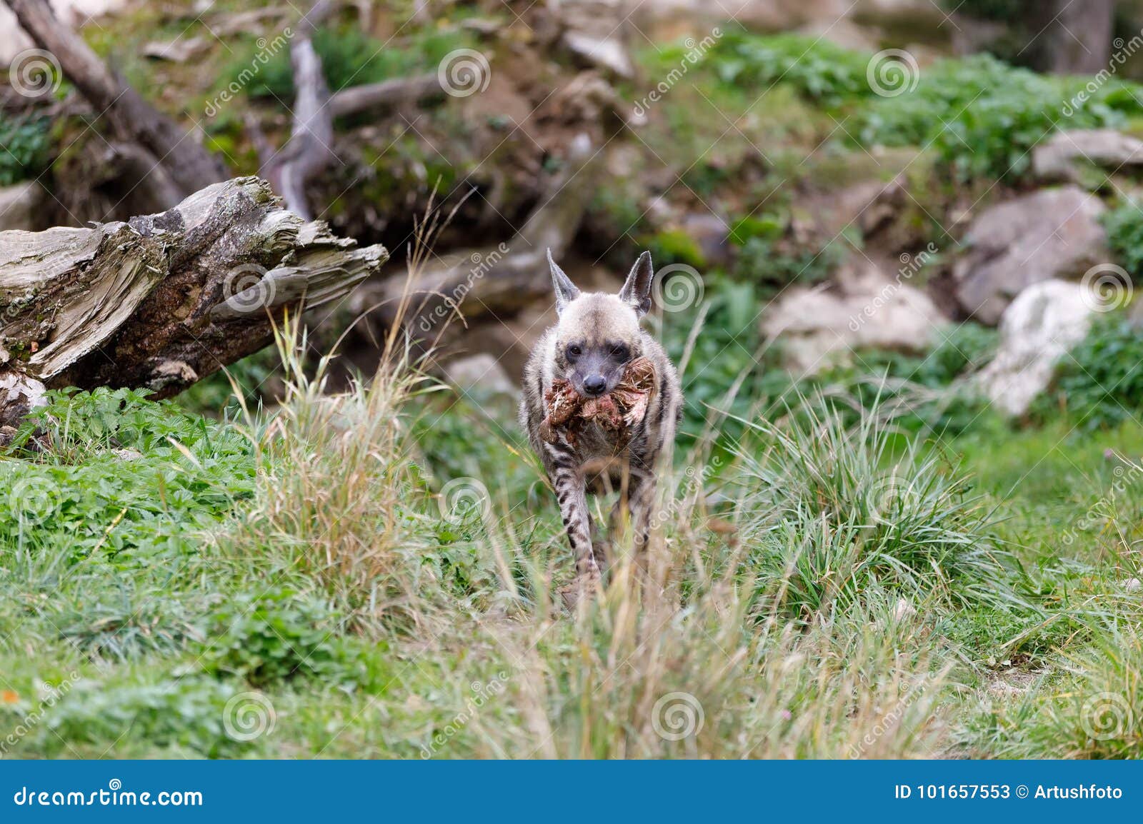 Hyaena De Hyaena De La Hiena Rayada Imagen de archivo - Imagen de ...