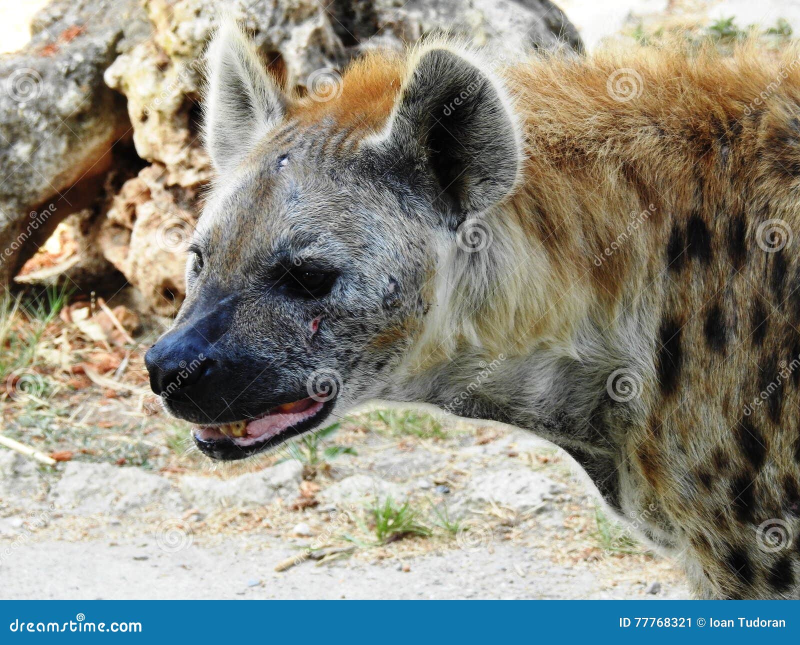 Hyaenidae, Hiena image stock. Image du postcard, afrique - 77768321