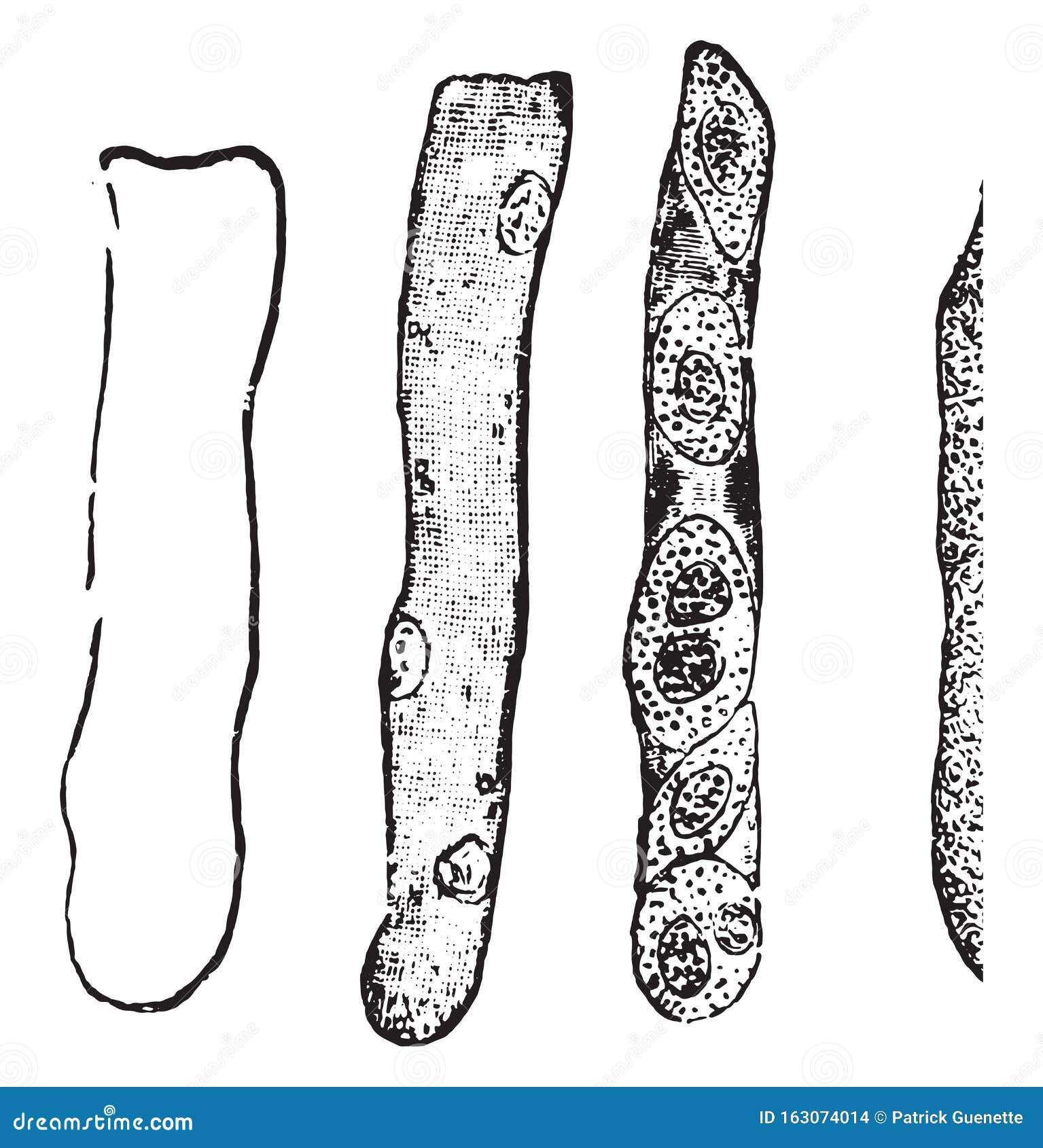 Hyaline Cartoons, Illustrations & Vector Stock Images - 541 Pictures to ...