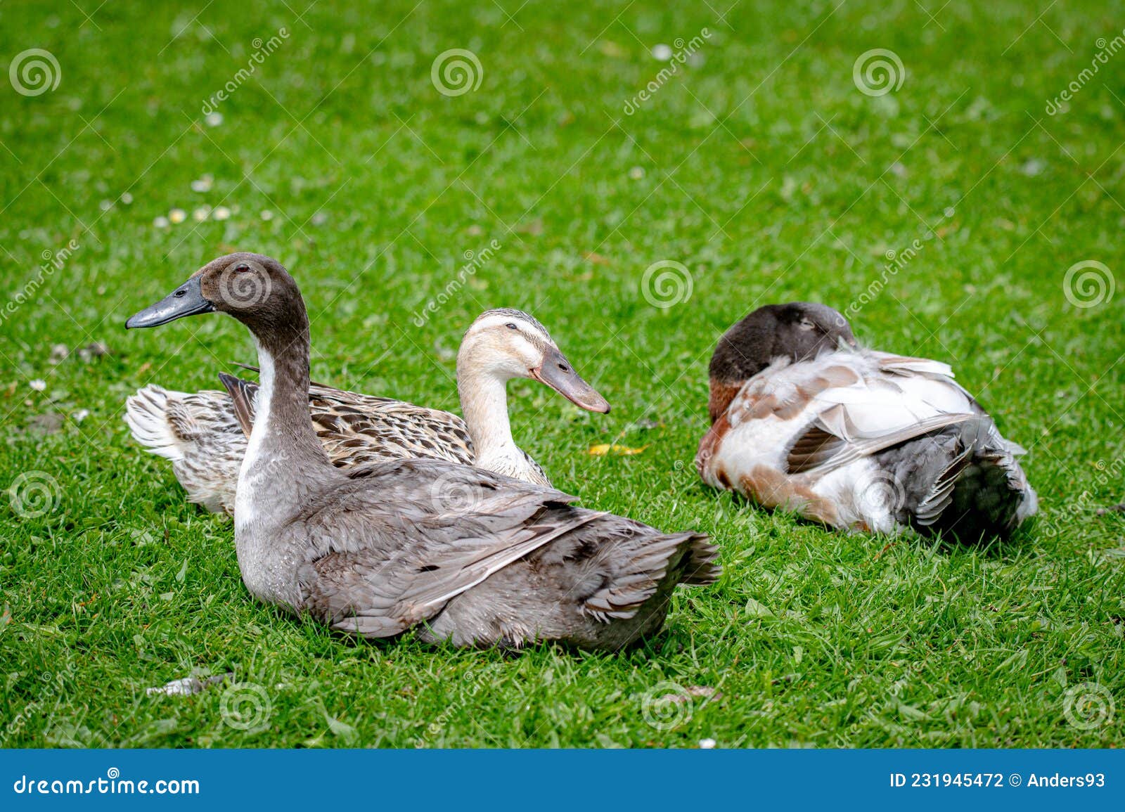 Hybird Duck, Cross between Mallard and Indian Runner Stock Photo ...