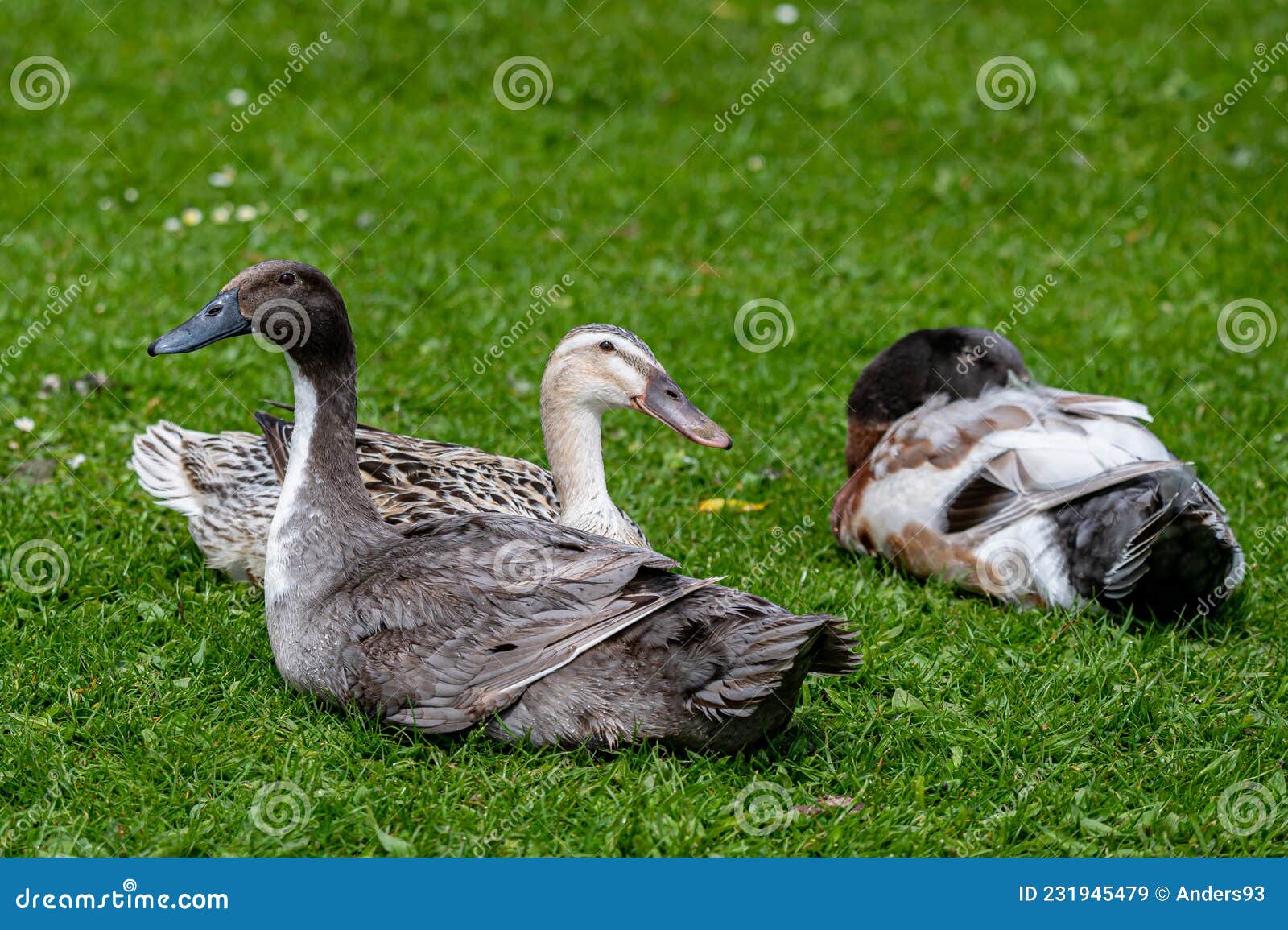 Hybird Duck, Cross between Mallard and Indian Runner Stock Image ...