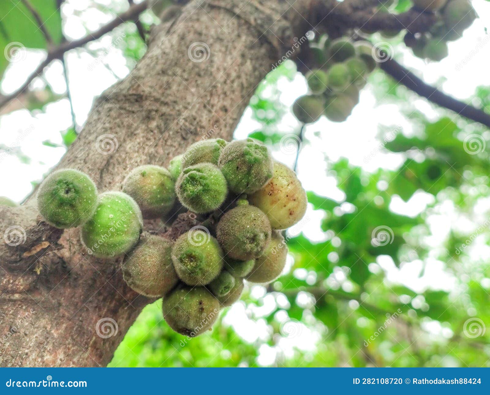 Hybrid anjeer fruit stock photo. Image of shrub, plant - 282108720