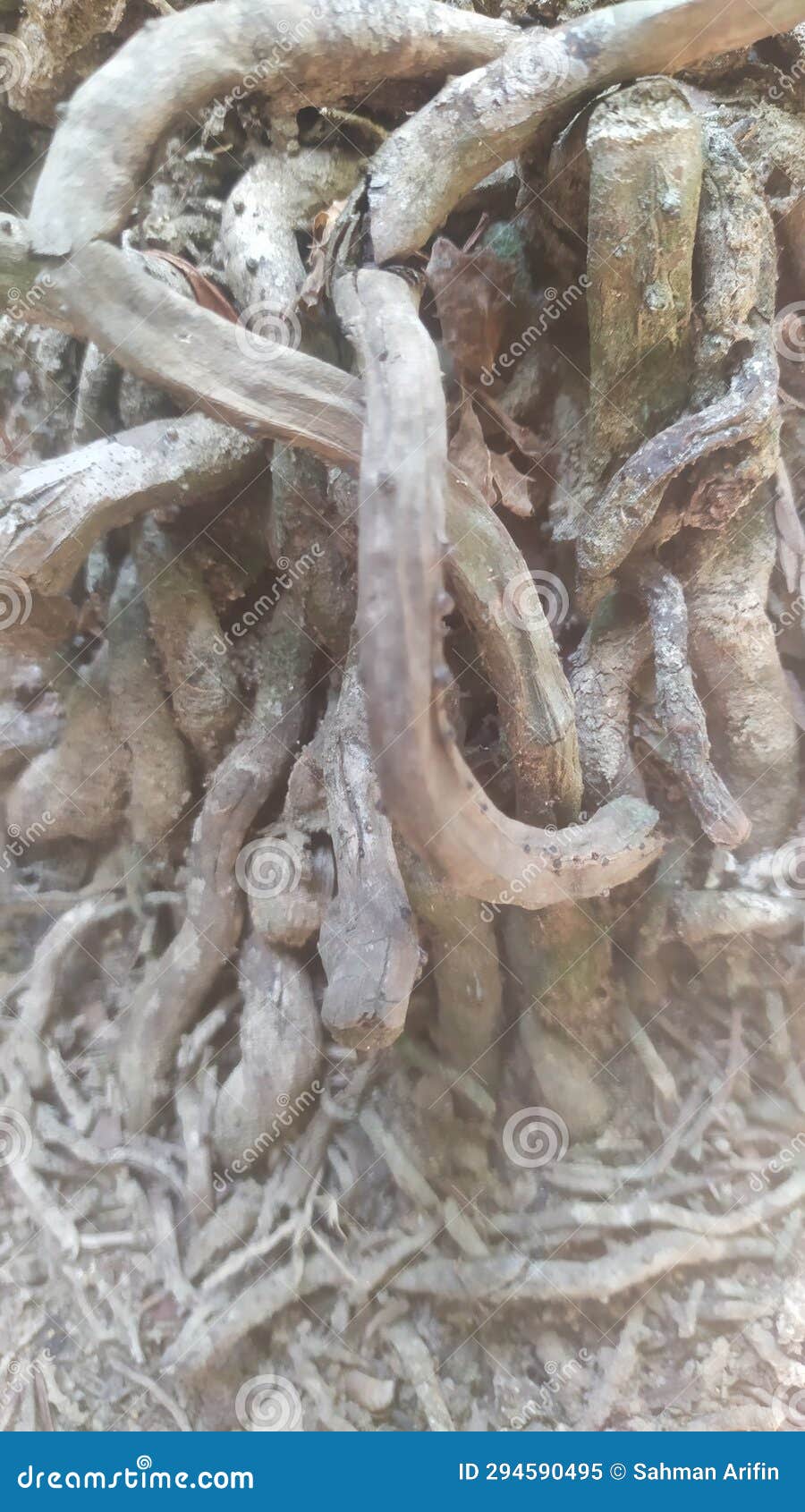 Hybrid Coconut Tree Roots in the Yard Stock Image - Image of yard, tree ...