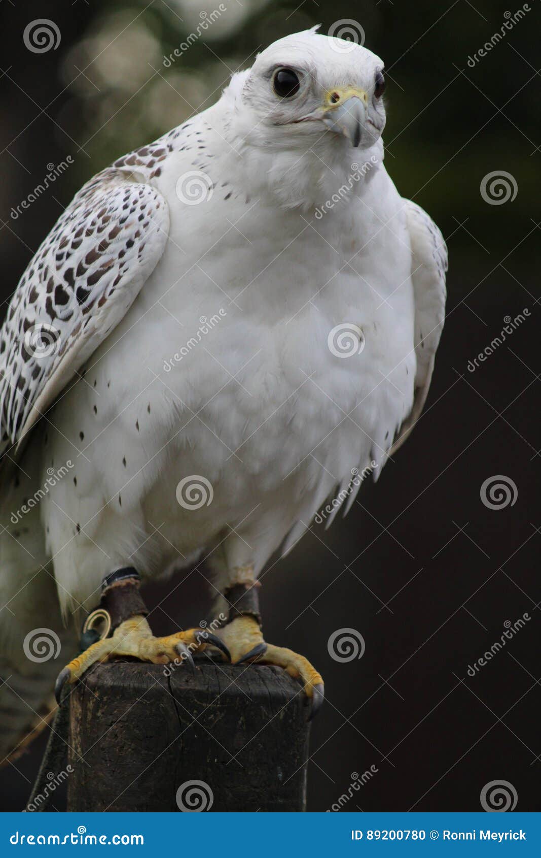 Hybrid Falcon stock photo. Image of regal, beak, talons - 89200780