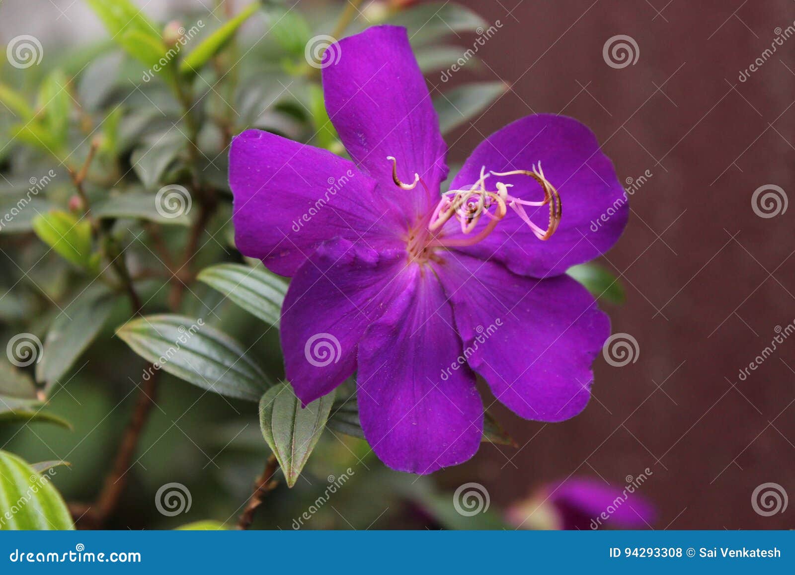Hybrid flower stock photo. Image of petal, coorg, hybrid - 94293308