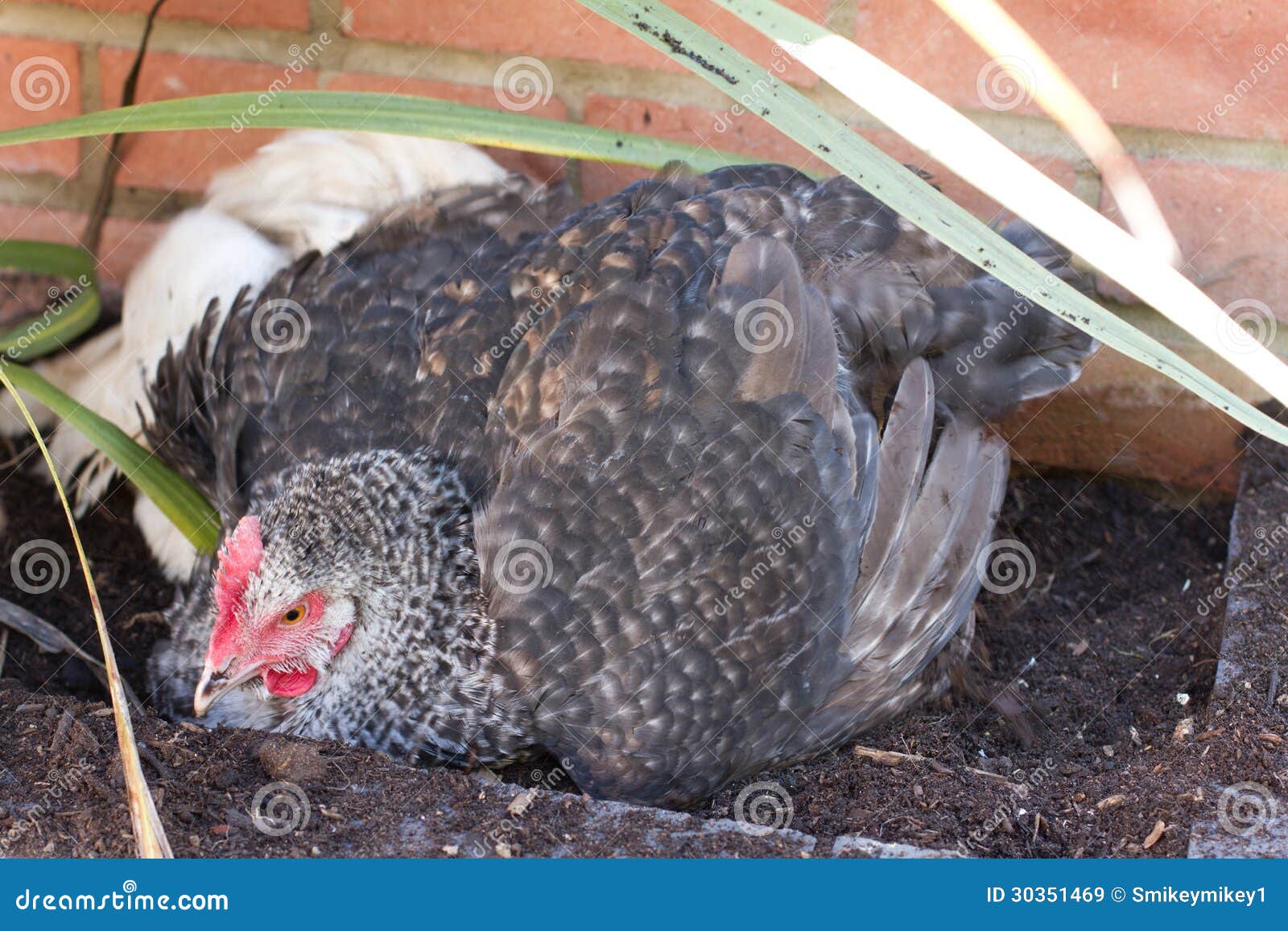Cleaning Hen House Stock Photos - Free & Royalty-Free Stock Photos from ...