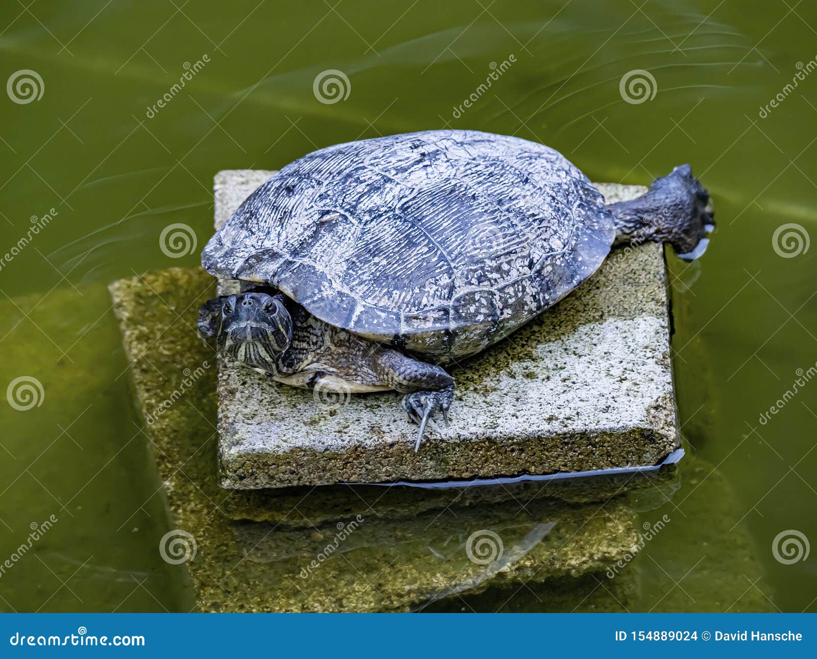Hybrid Japanese Pond Turtle in a Pond 2 Stock Photo - Image of hybrid ...