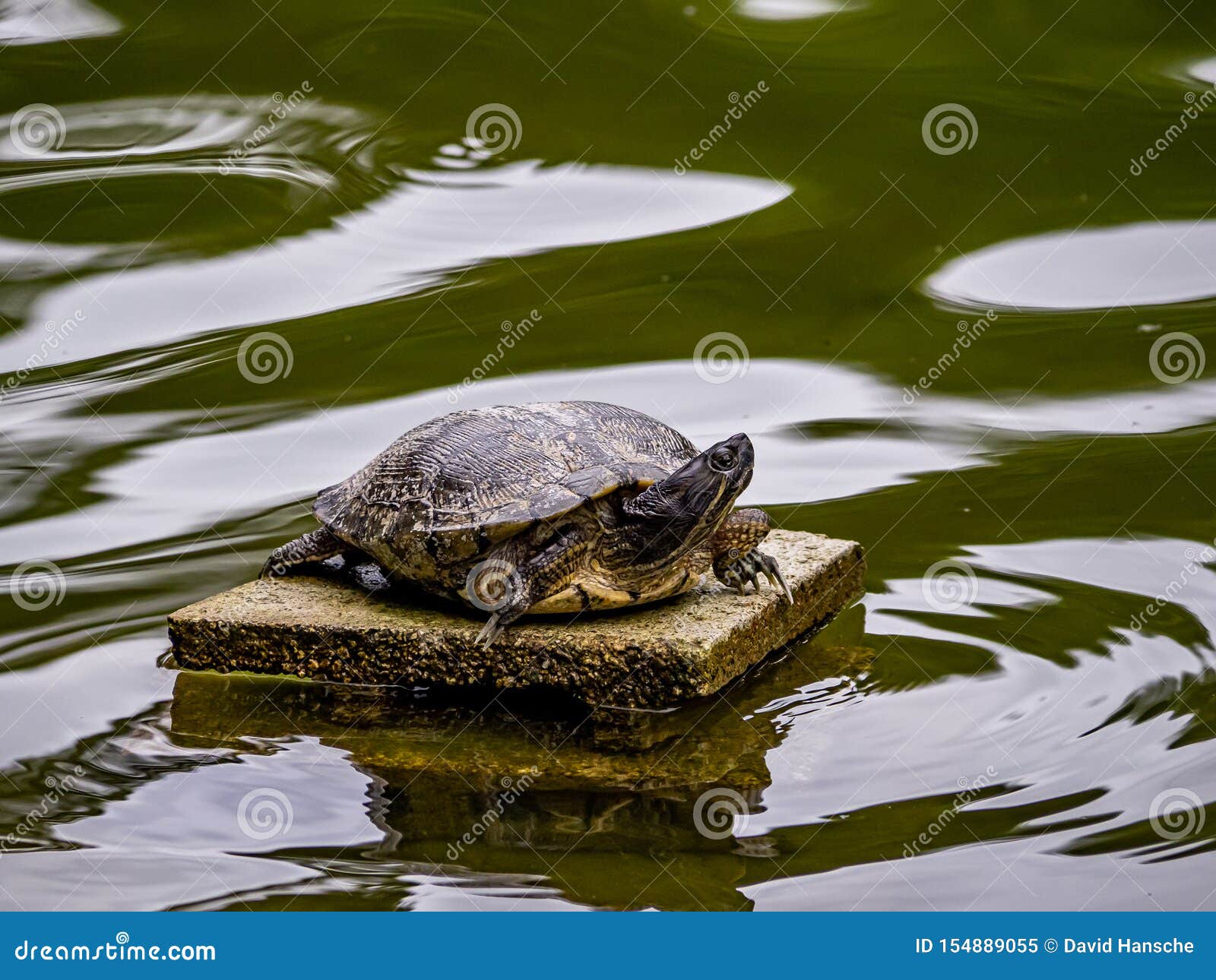 Hybrid Japanese Pond Turtle in a Pond 1 Stock Image - Image of creature ...