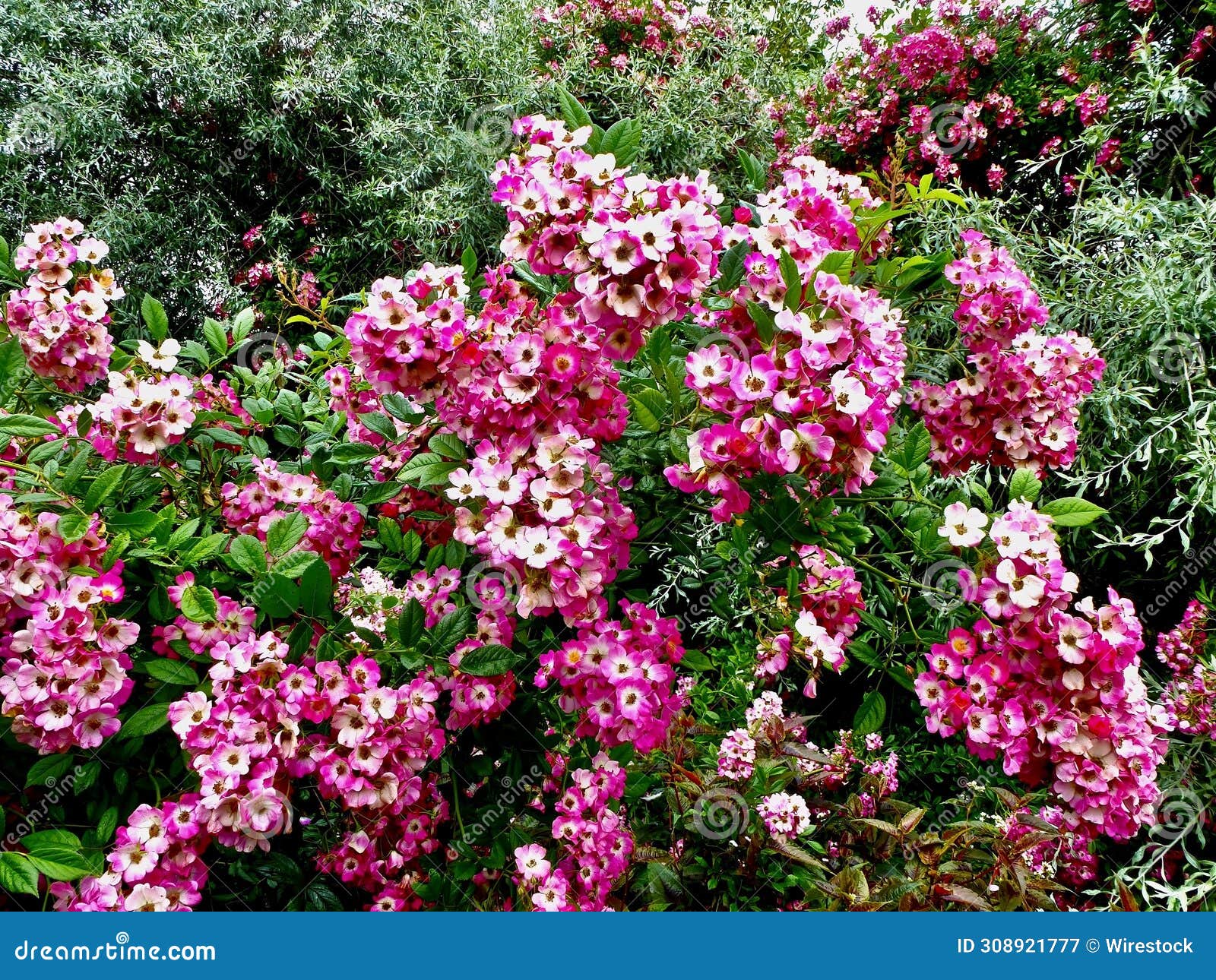 Hybrid Musk Mozart Rose in Bloom Stock Image - Image of botanical ...