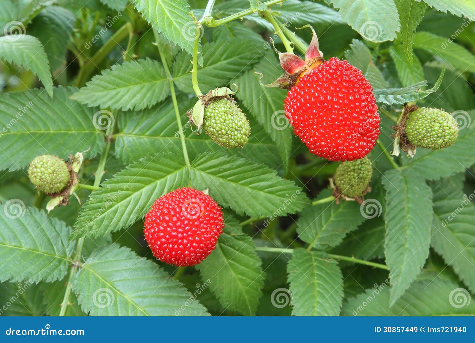 Hybrid Raspberries with Strawberries in the Garden Stock Image - Image ...