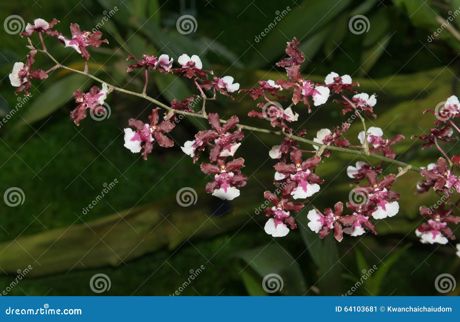 Hybrid red oncidium flower stock image. Image of cluster - 64103681