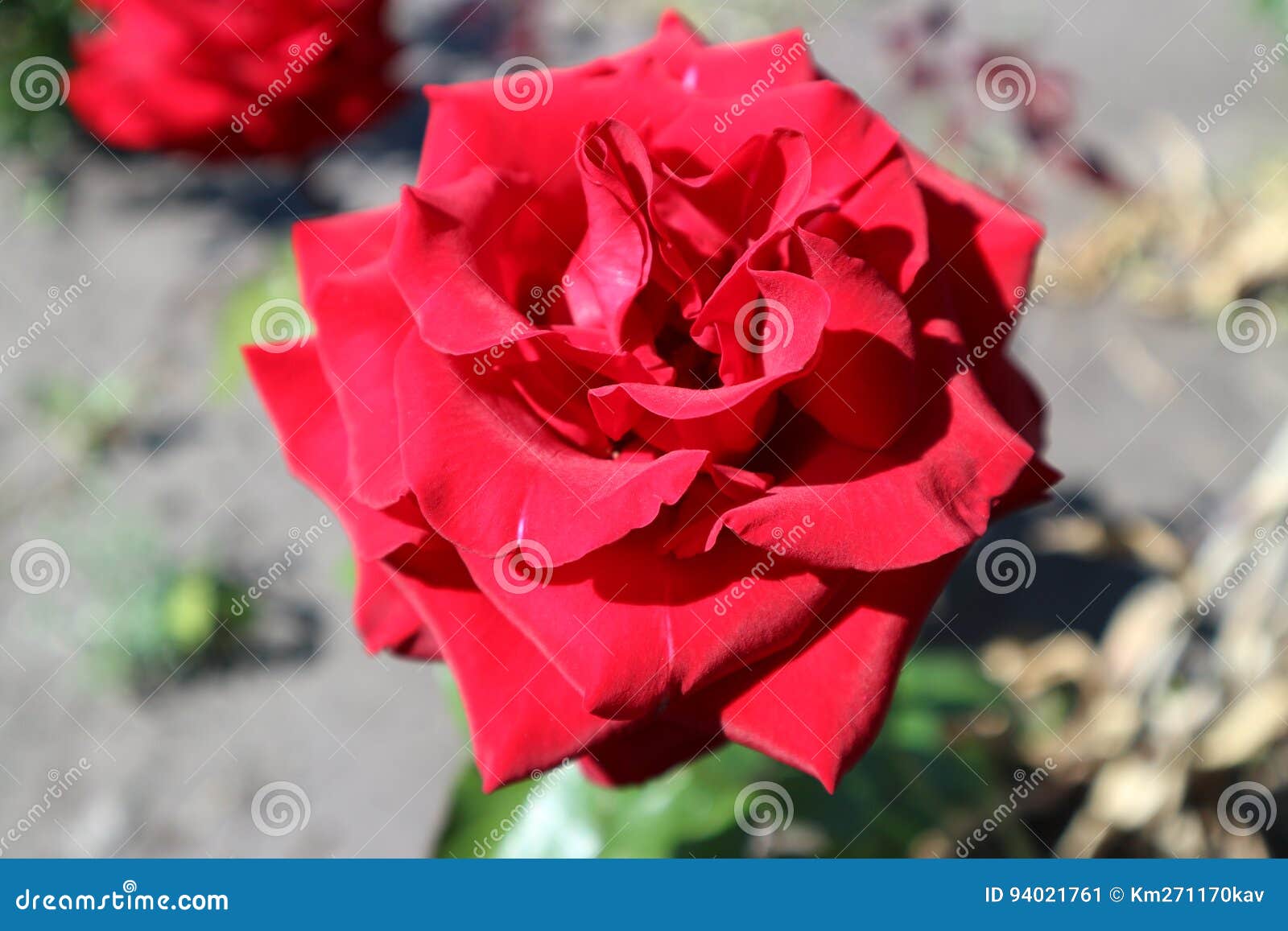 Hybrid Red Rose Flower on a Sunny Day Stock Image - Image of bloom ...
