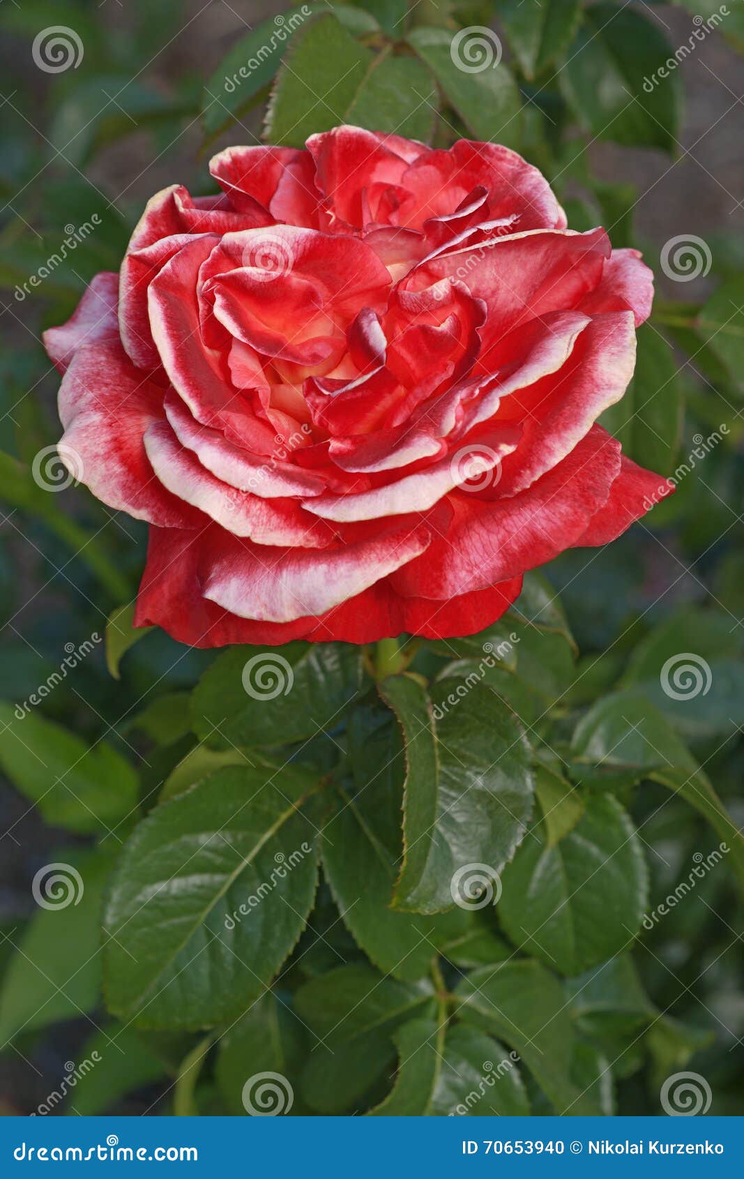 Hybrid rose flower stock photo. Image of rosa, rose, hybrid - 70653940