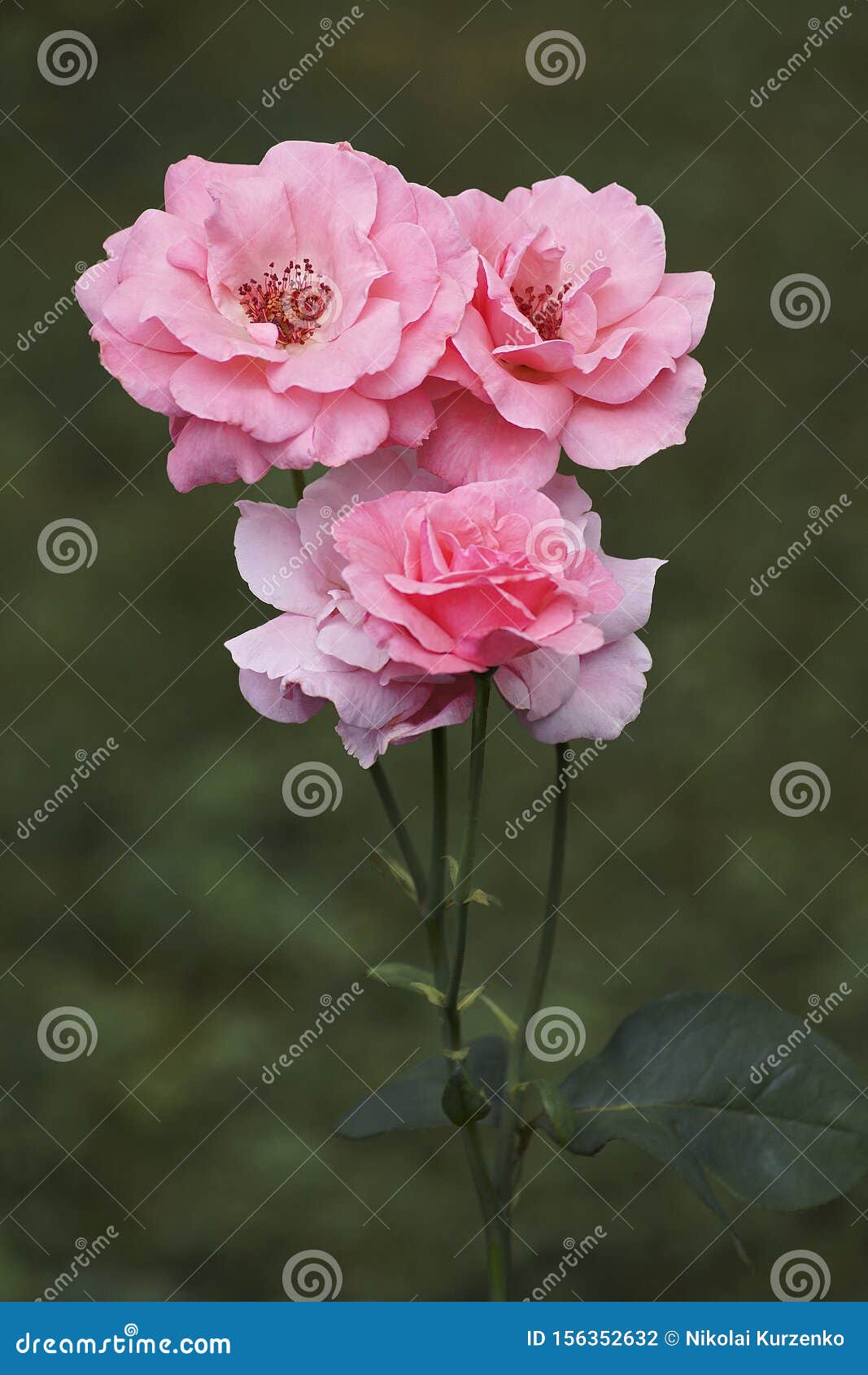 Hybrid rose flowers stock photo. Image of nature, horticultural - 156352632