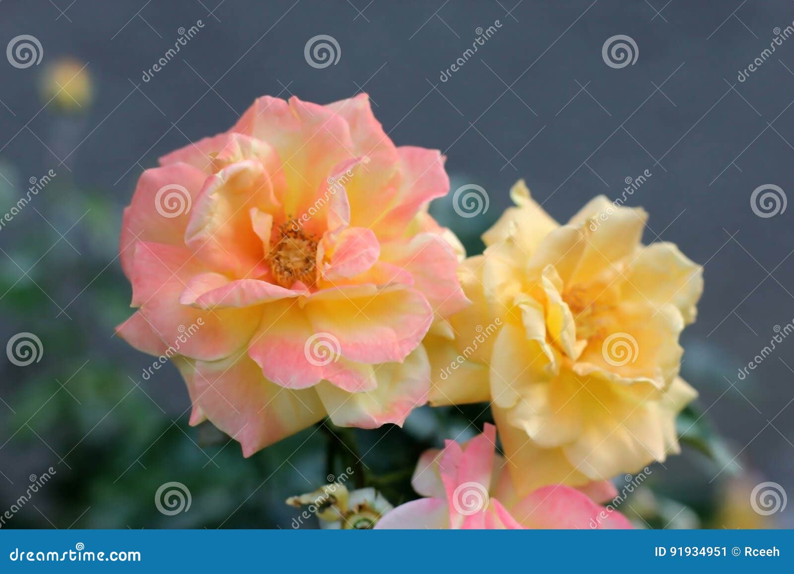 Hybrid roses stock image. Image of romantic, bloom, pink - 91934951