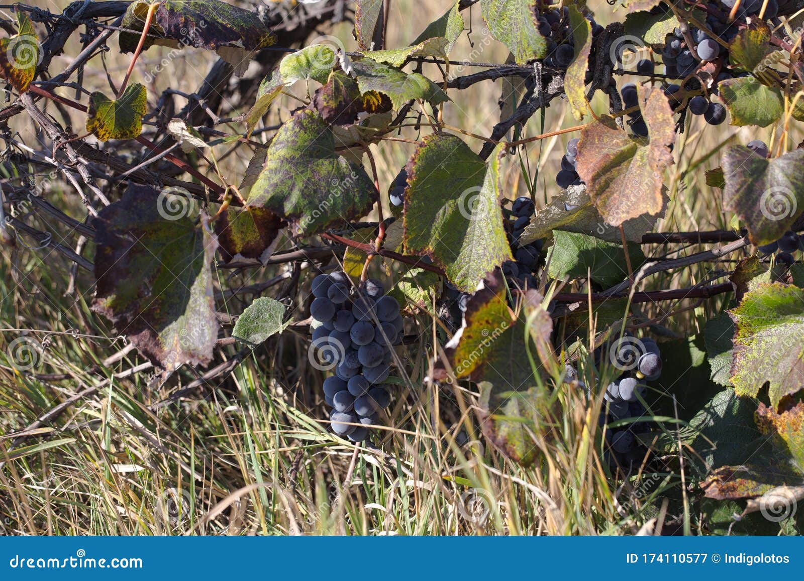 Hybrid of Vitis Labrusca and Vinifera Stock Image - Image of catawba ...
