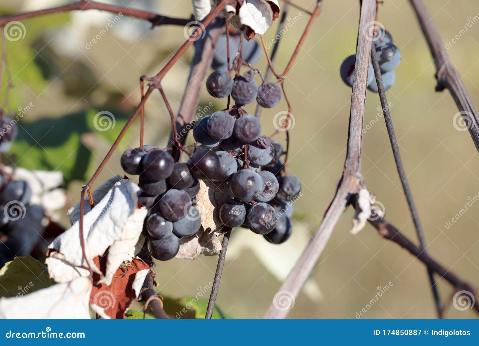 Hybrid of Vitis Labrusca and Vinifera Stock Image - Image of fall ...