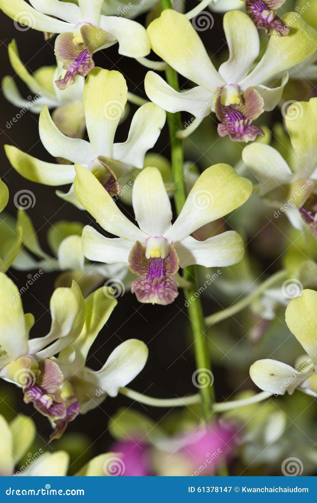 Hybrid White and Green Dendrobium Orchid Flower Stock Image - Image of ...