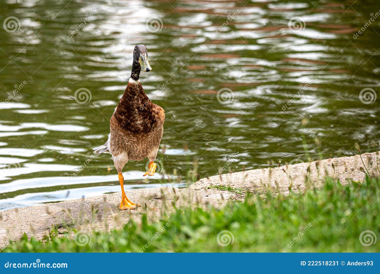Hybrid Wild Duck Cross with Mallard Duck and Indian Runner Stock Image ...
