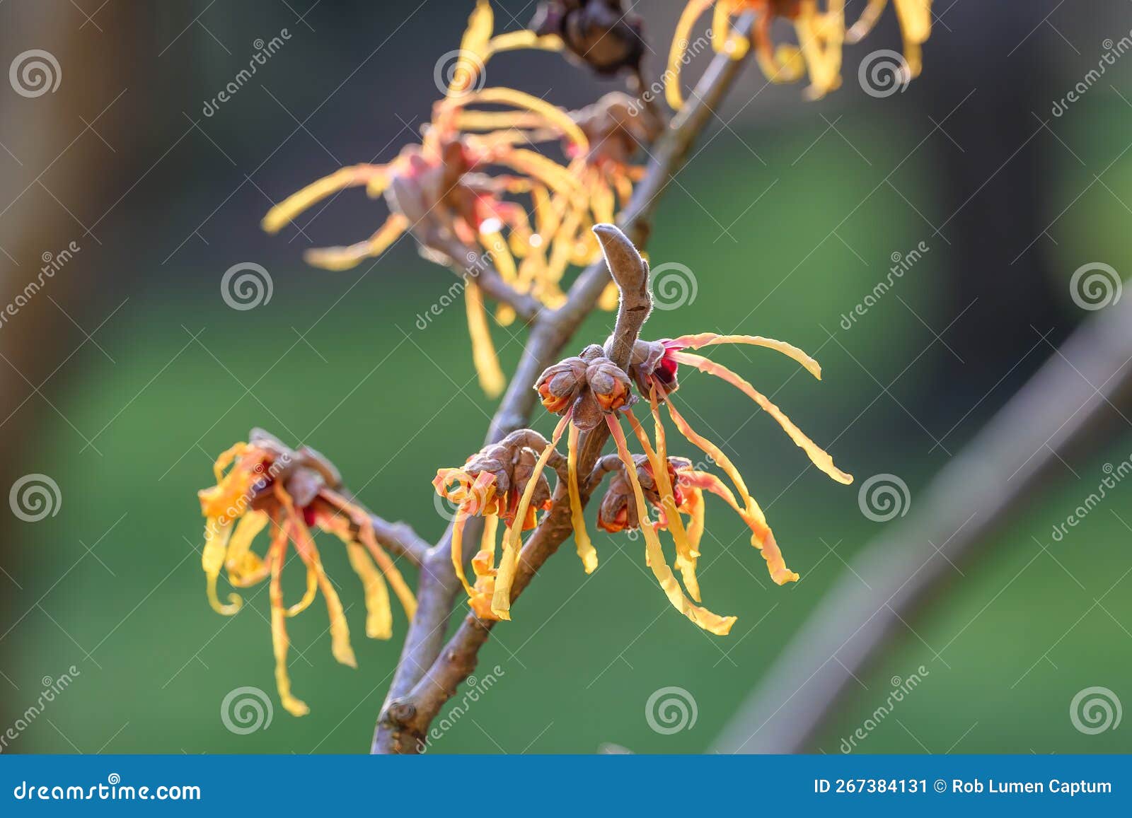 Hybrid Witchhazel Hamamelis X Intermedia Aurora Bronze-yellow Flowers ...